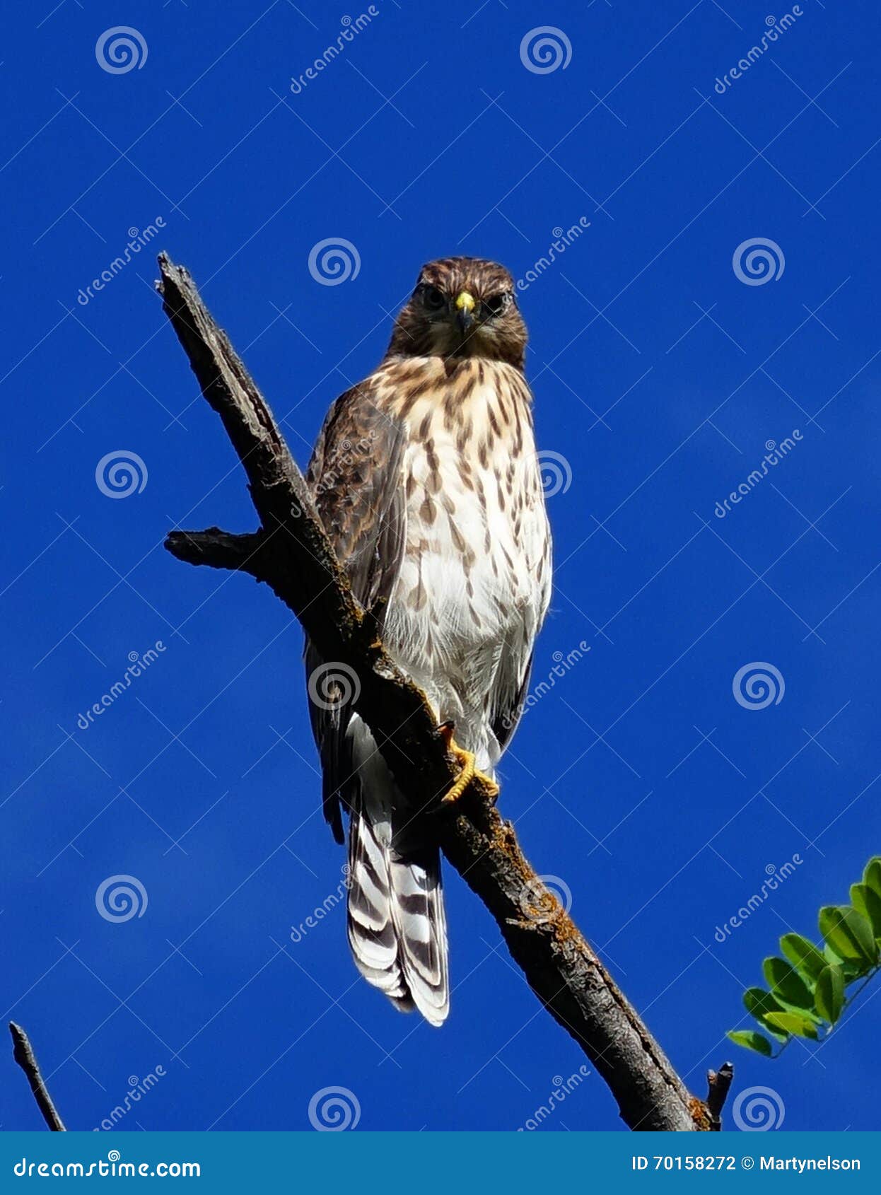 Hawk In Tree Royalty-Free Stock Photography | CartoonDealer.com #110130383