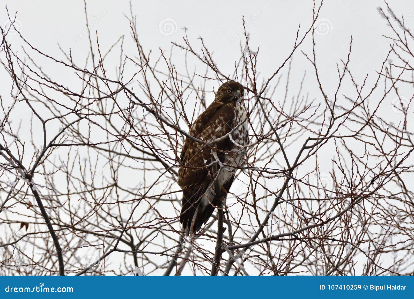 A Hawk on Tree Top stock image. Image of blue, travel - 107410259
