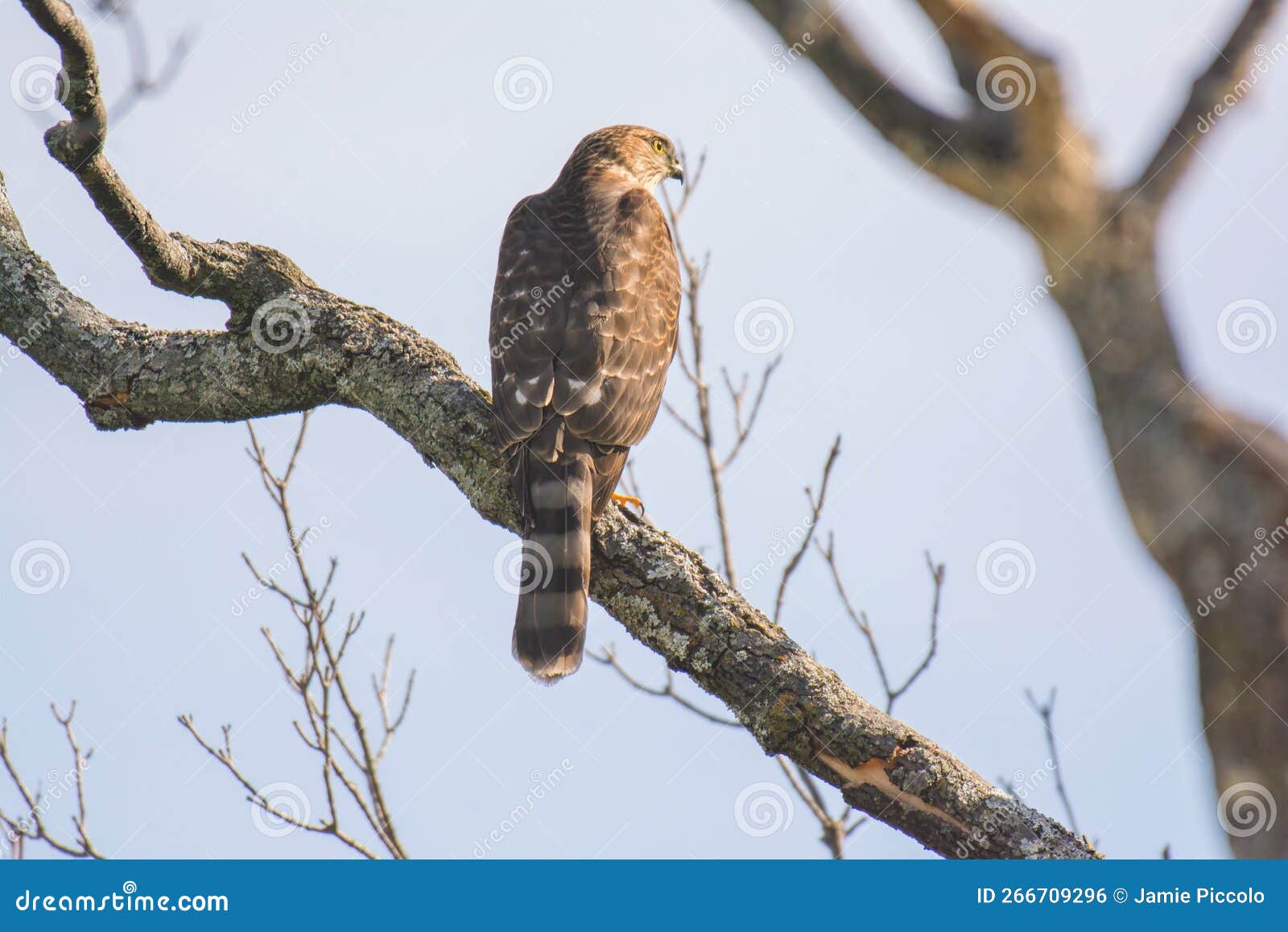Hawk Waiting for Something To Move Stock Photo - Image of quail, wing ...