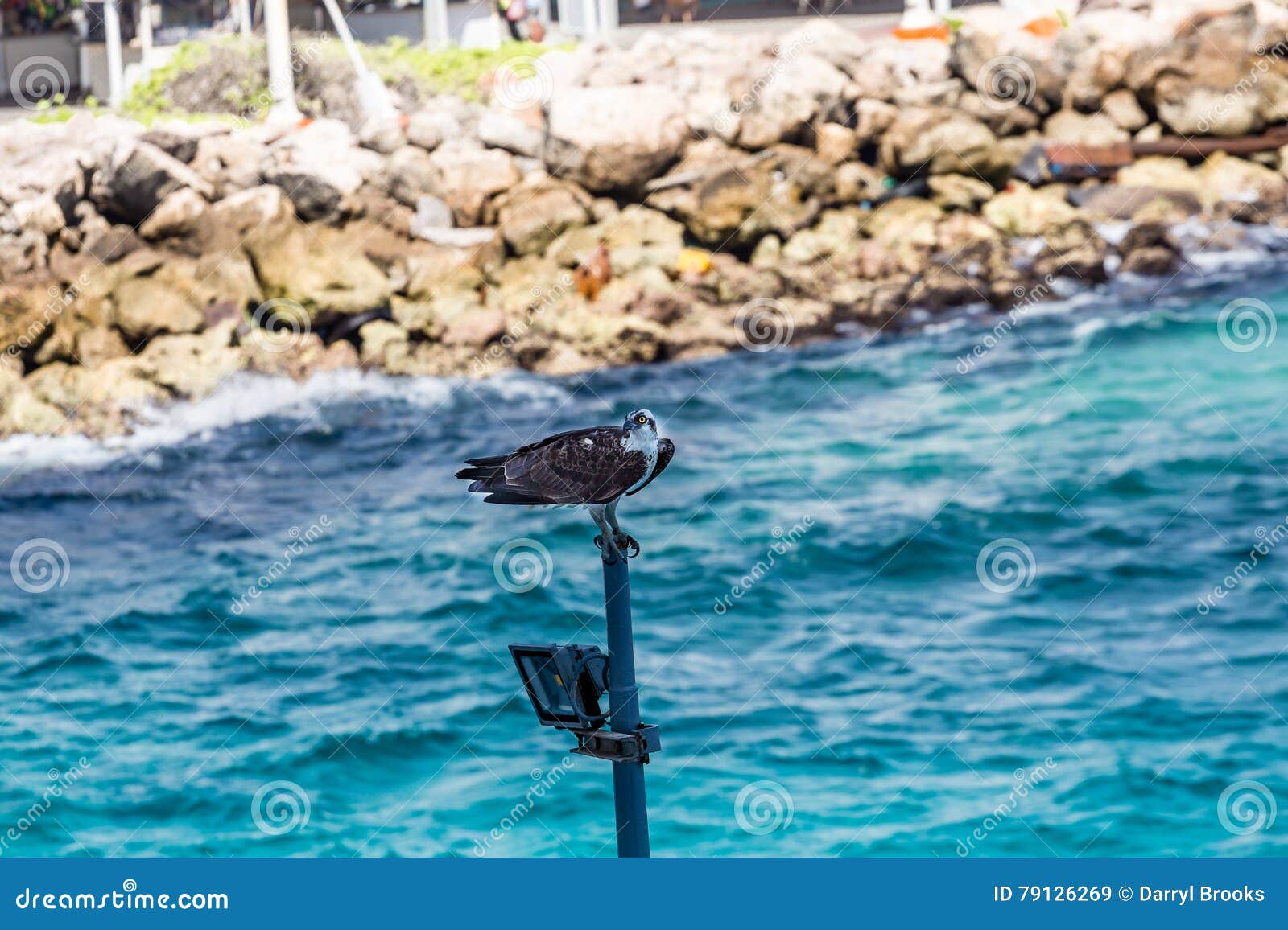 Hawk by Water stock image. Image of beak, perched, island - 79126269