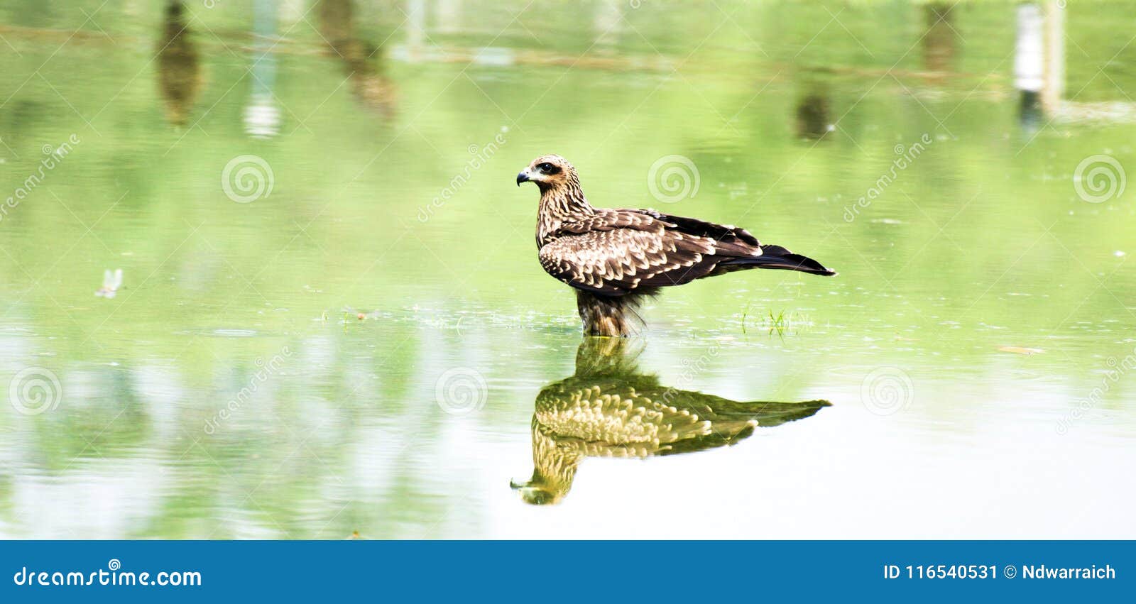 A Hawk Bird S Shadow in the Water Stock Image - Image of prey, birding ...