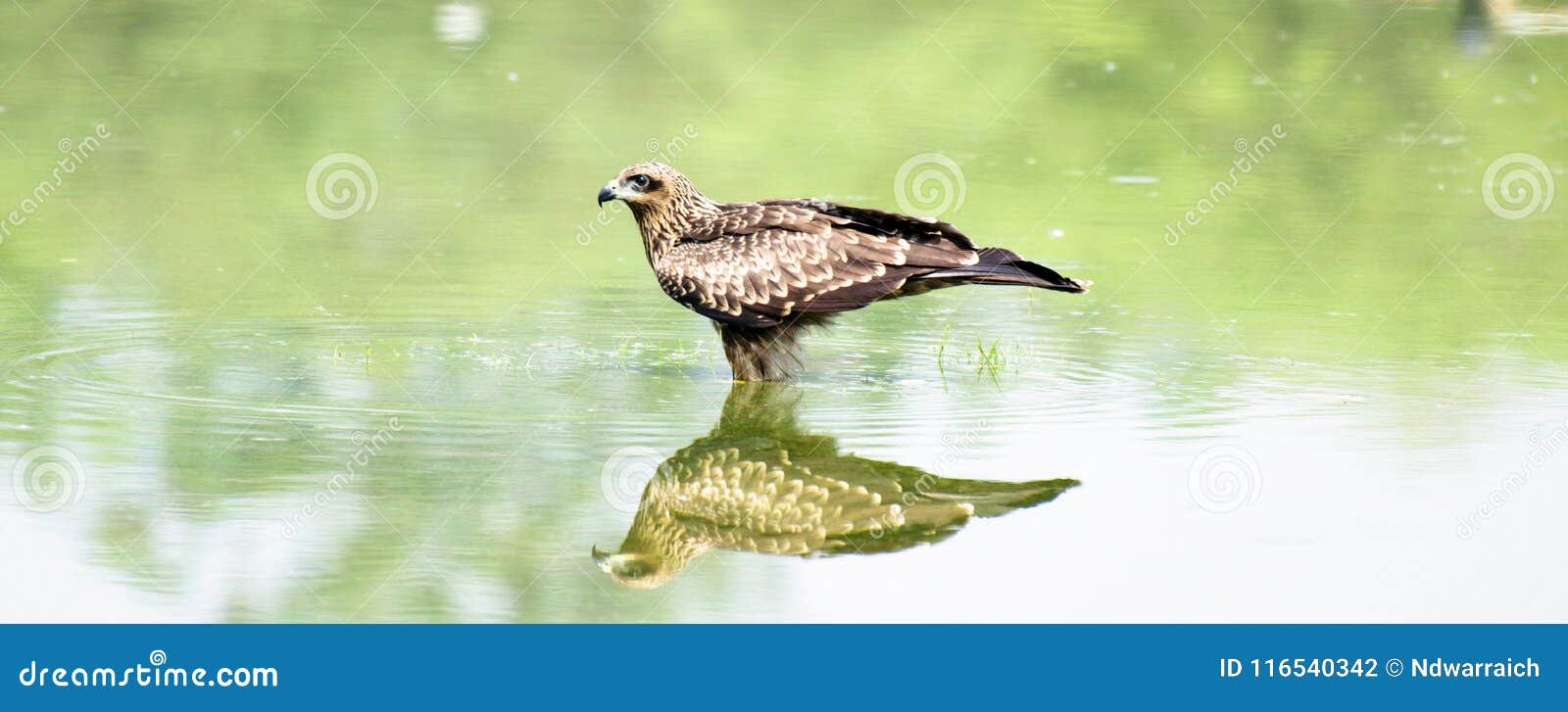 An hawk in the water stock photo. Image of black, flight - 116540342