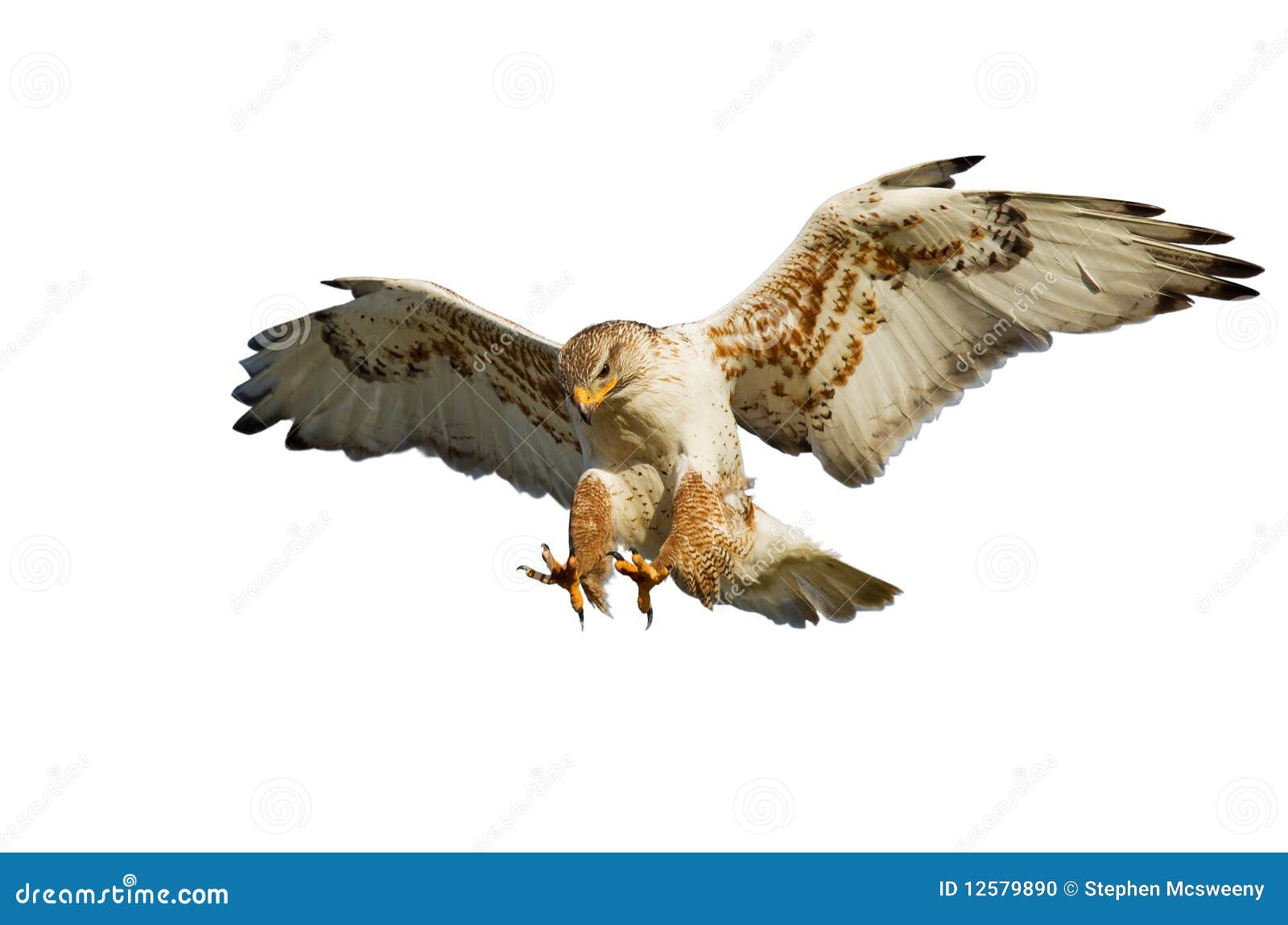 Hawk on white stock photo. Image of eagle, ferruginous - 12579890