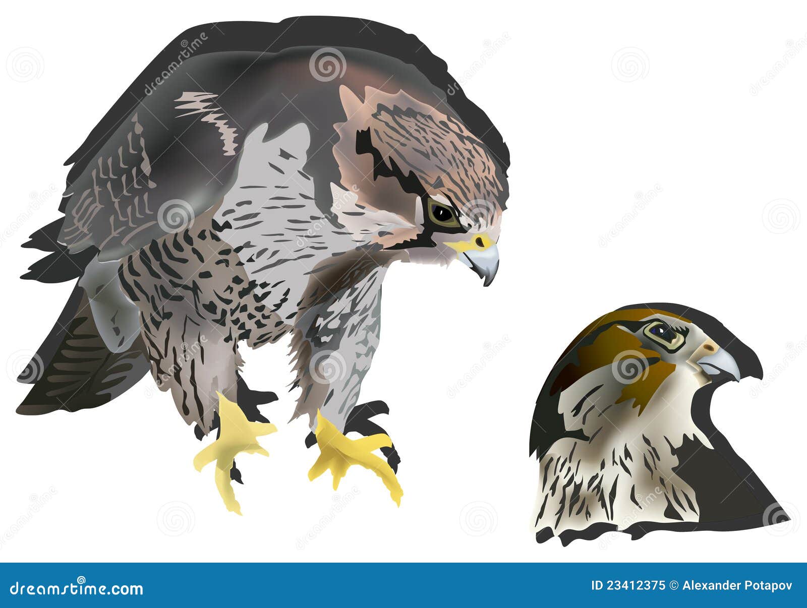 BAE HAWK T1A, T-45 Goshawk. Vector Drawing Of Advanced Trainer Aircraft ...