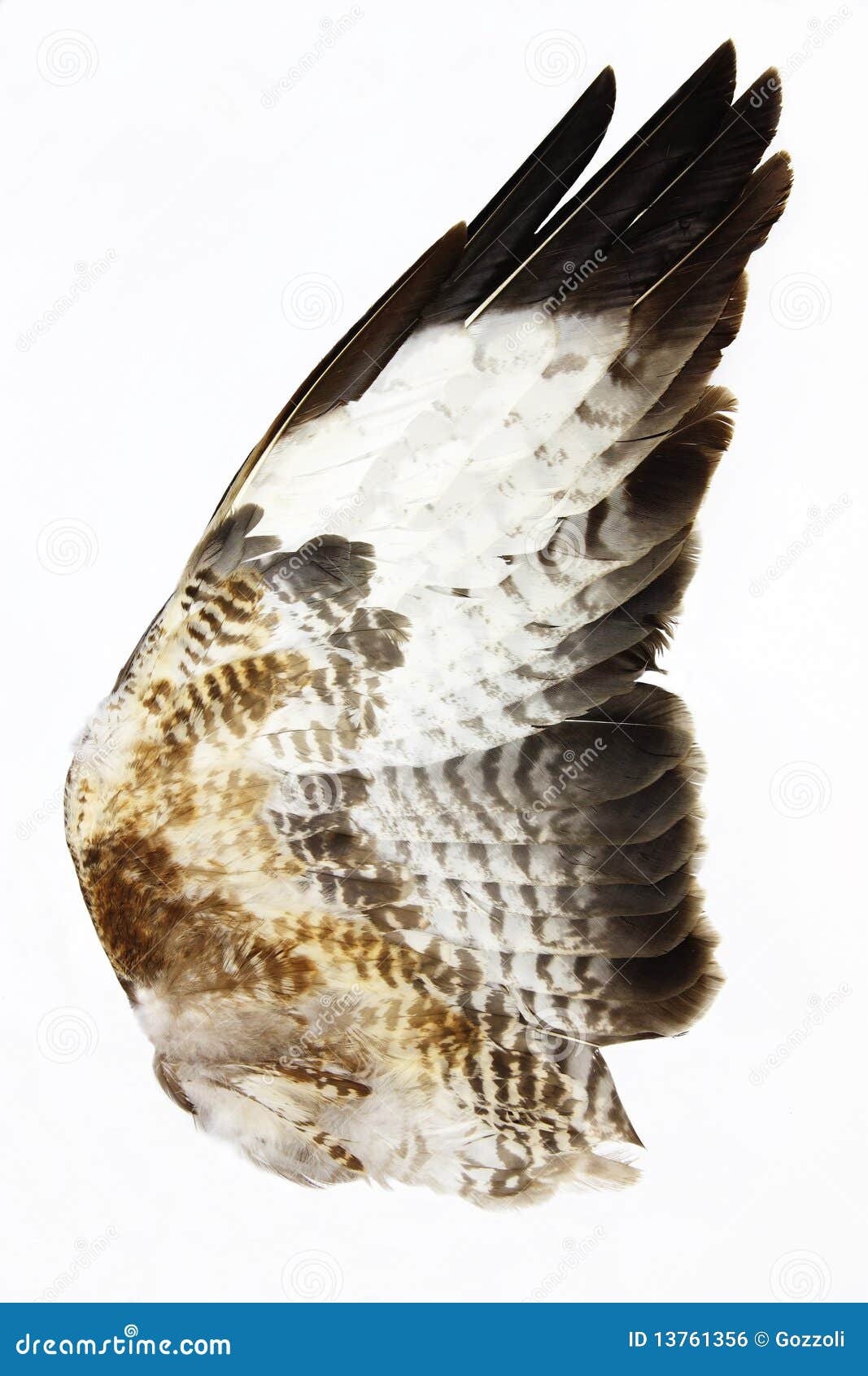Red Tailed Hawk Wings