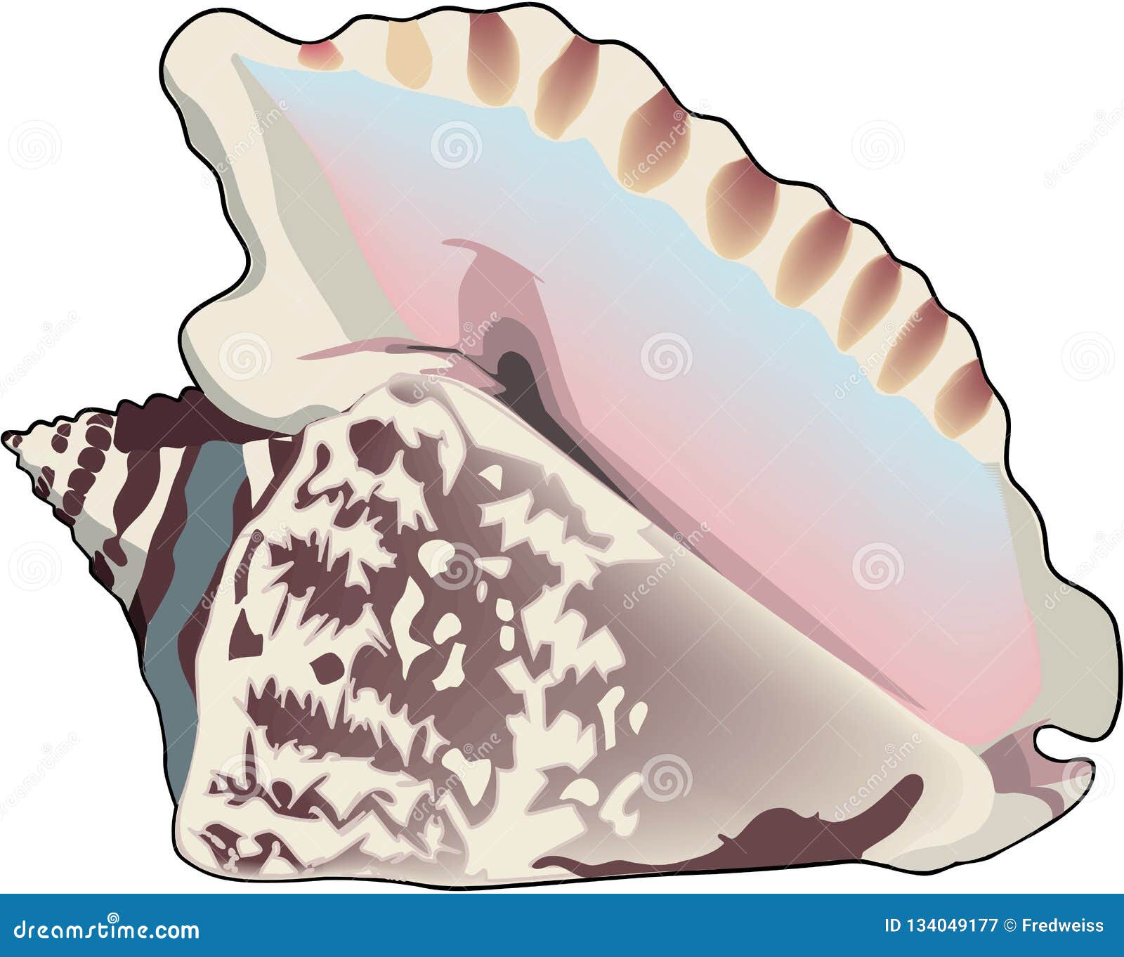 Hawk Winged Conch Illustration Cartoon Vector | CartoonDealer.com ...
