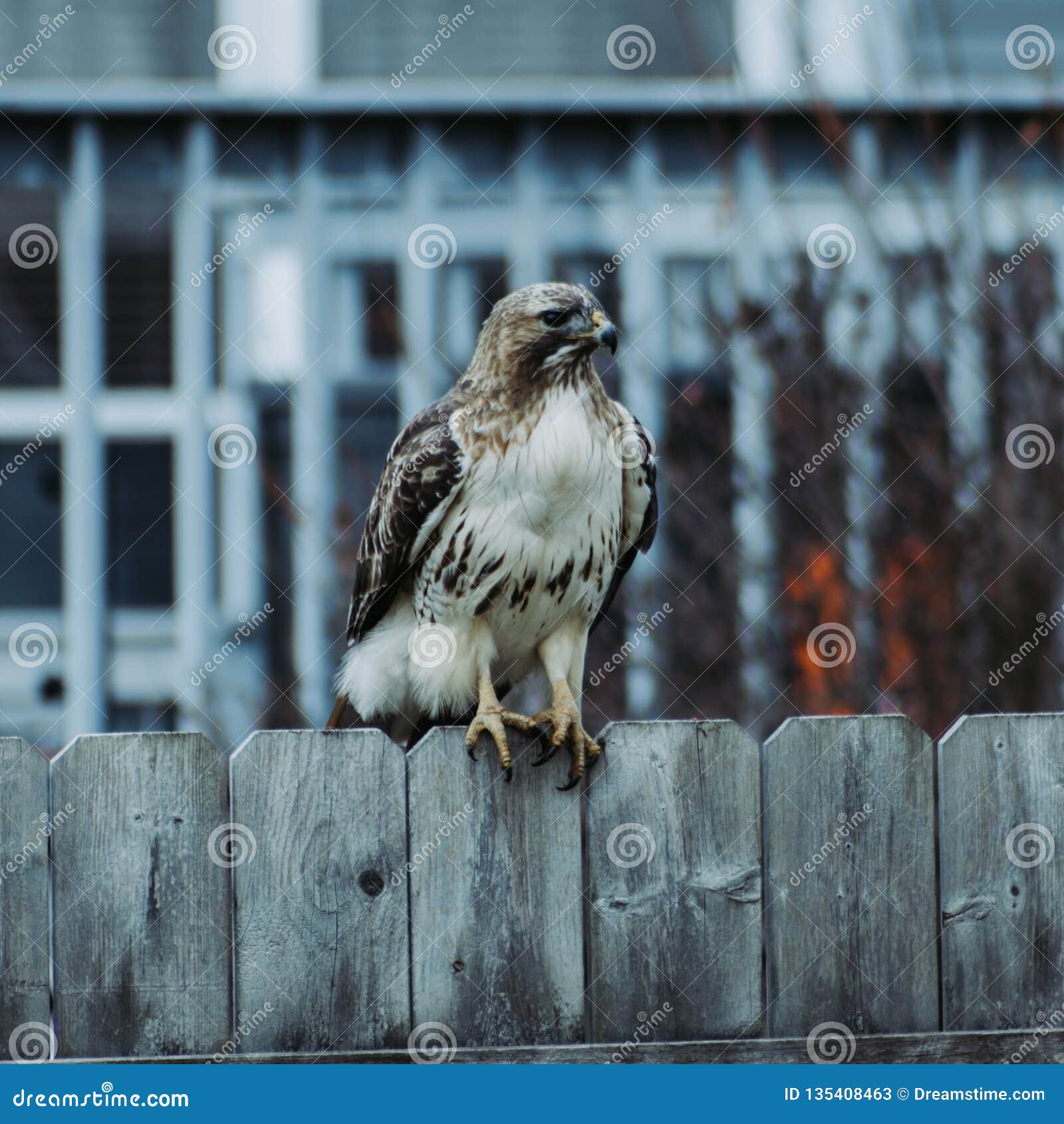 Hawk stock image. Image of christmas, preditor, hawk - 135408463