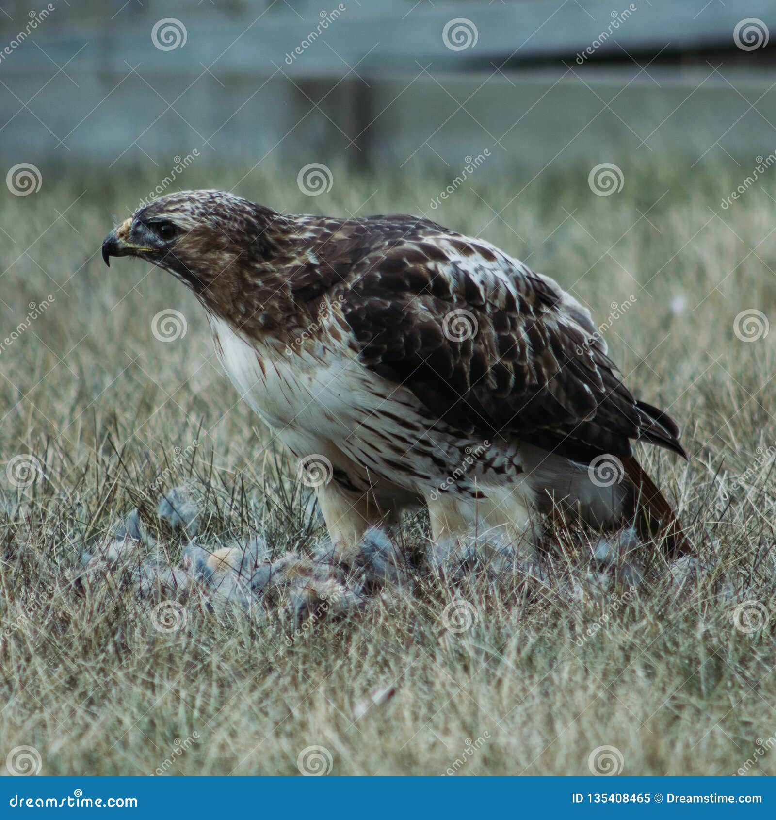Hawk stock image. Image of christmas, prey, winter, hawk - 135408465