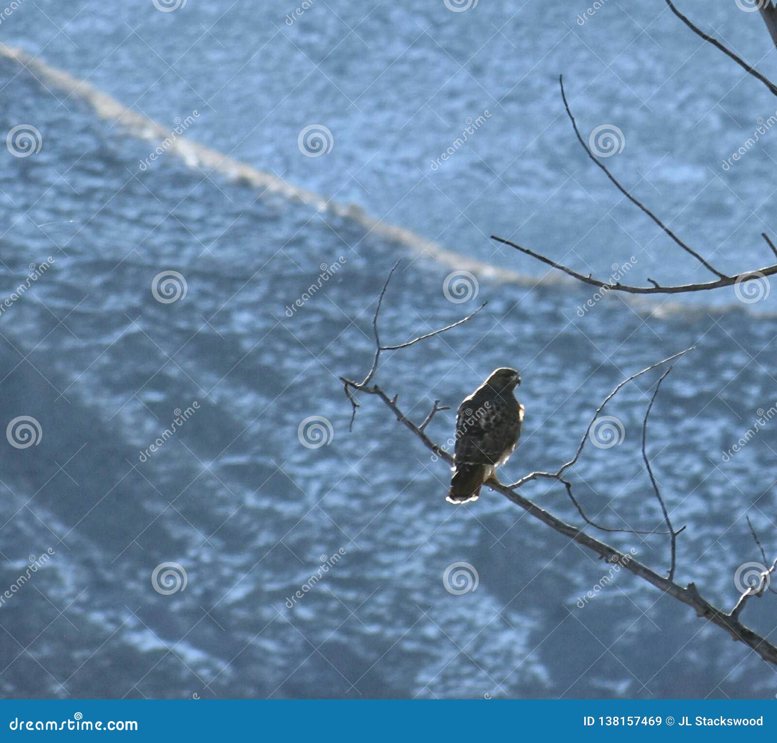 Hawk stock image. Image of pacific, bird, hawk, wildlife - 138157469