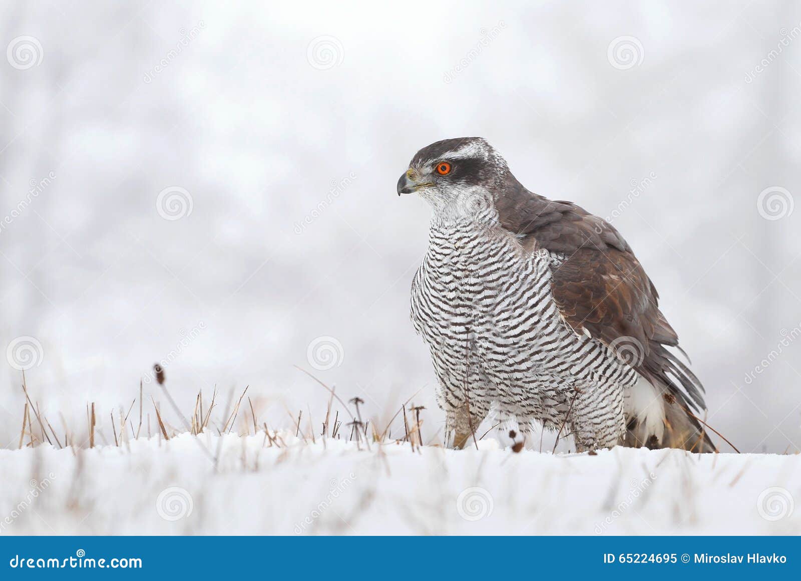 Hawk in winter stock image. Image of killer, predator - 65224695
