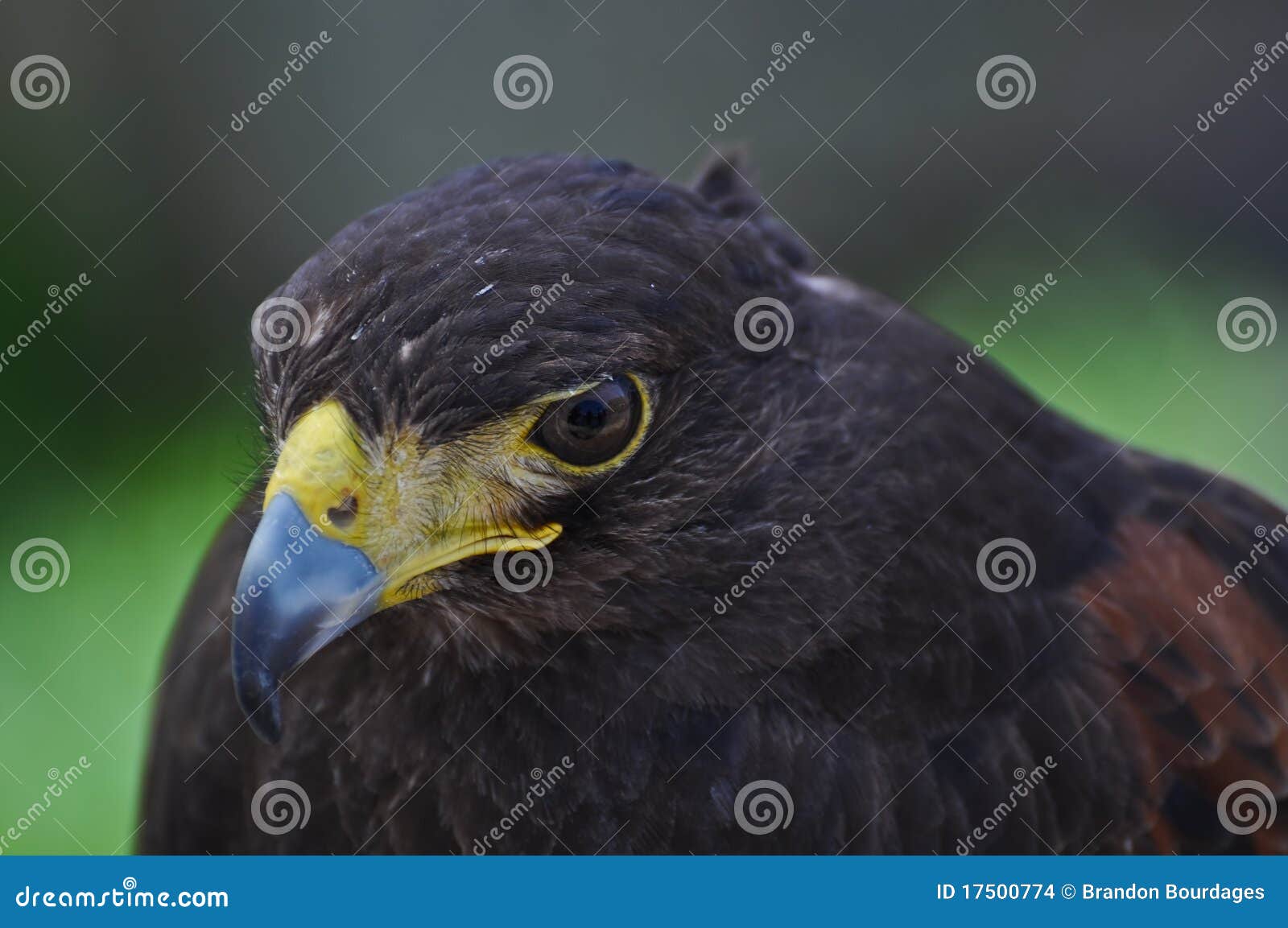 Hawk with Yellow Beak and Intense Eyes Stock Photo - Image of stare ...