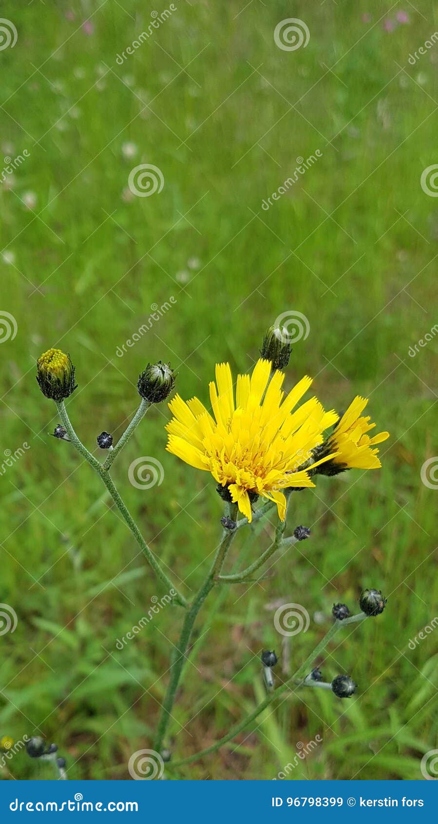 Hawkbit stock image. Image of hawkbit, grass, yellow - 96798399