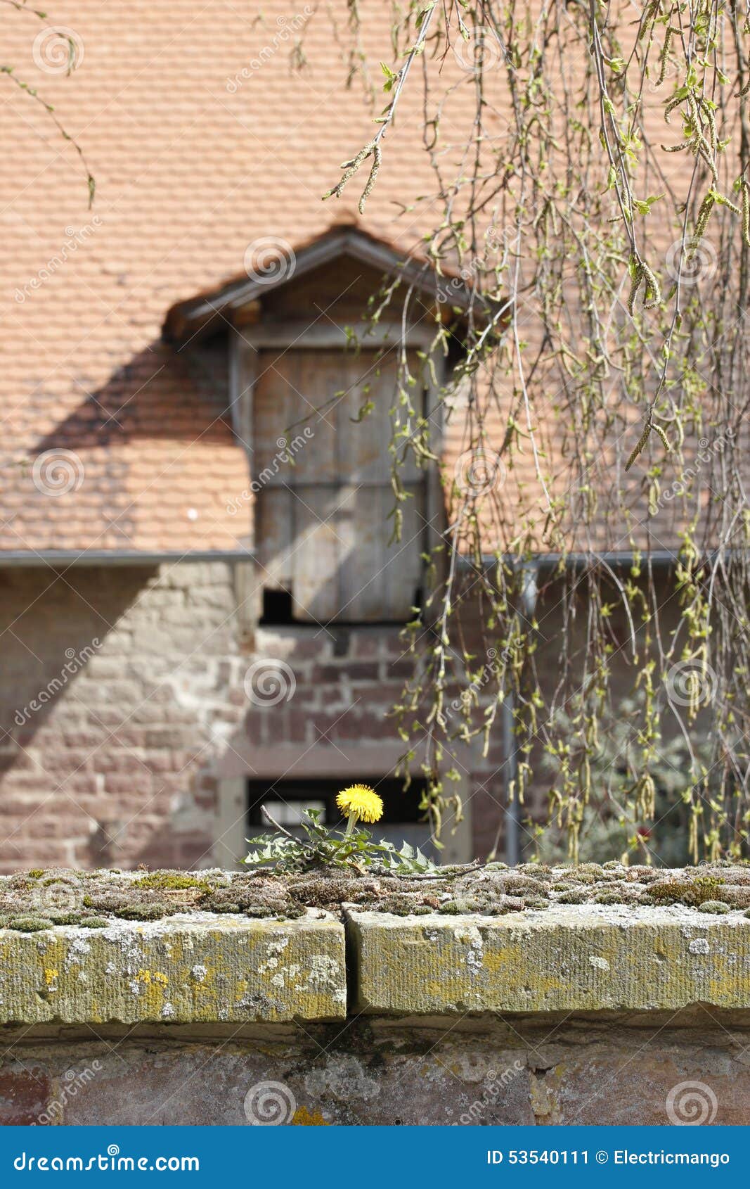 Hawkbit stock image. Image of sandstone, odor, hawkbit - 53540111