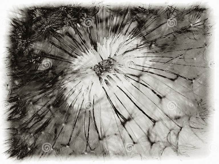 Hawkbit seeds stock illustration. Illustration of flower - 28556165