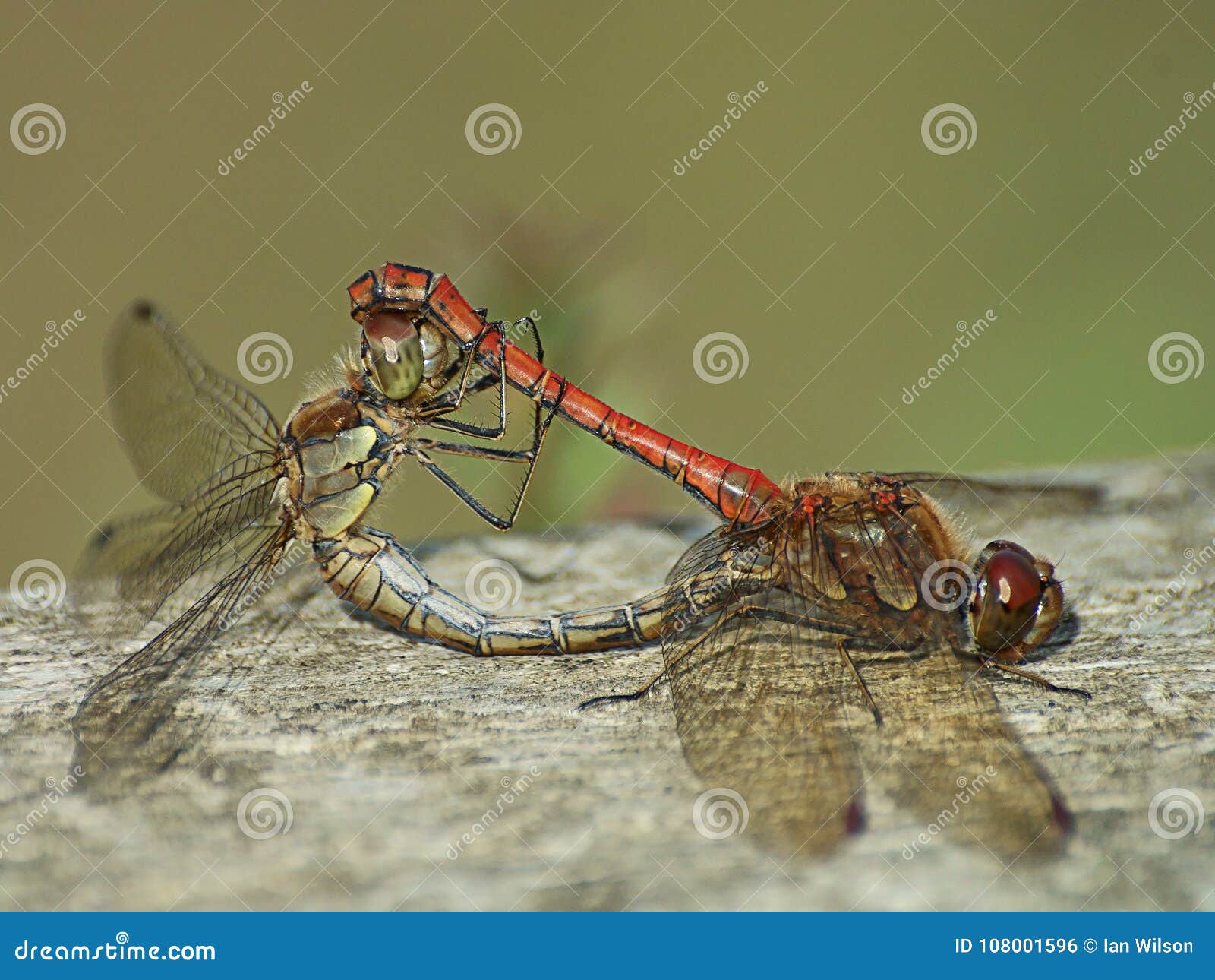 Dragonflies Mating Stock Photo | CartoonDealer.com #33567774