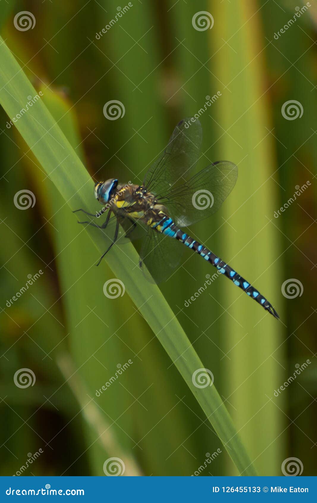 Hawker Dragonfly Resting on a Reed Stock Image - Image of leaves ...