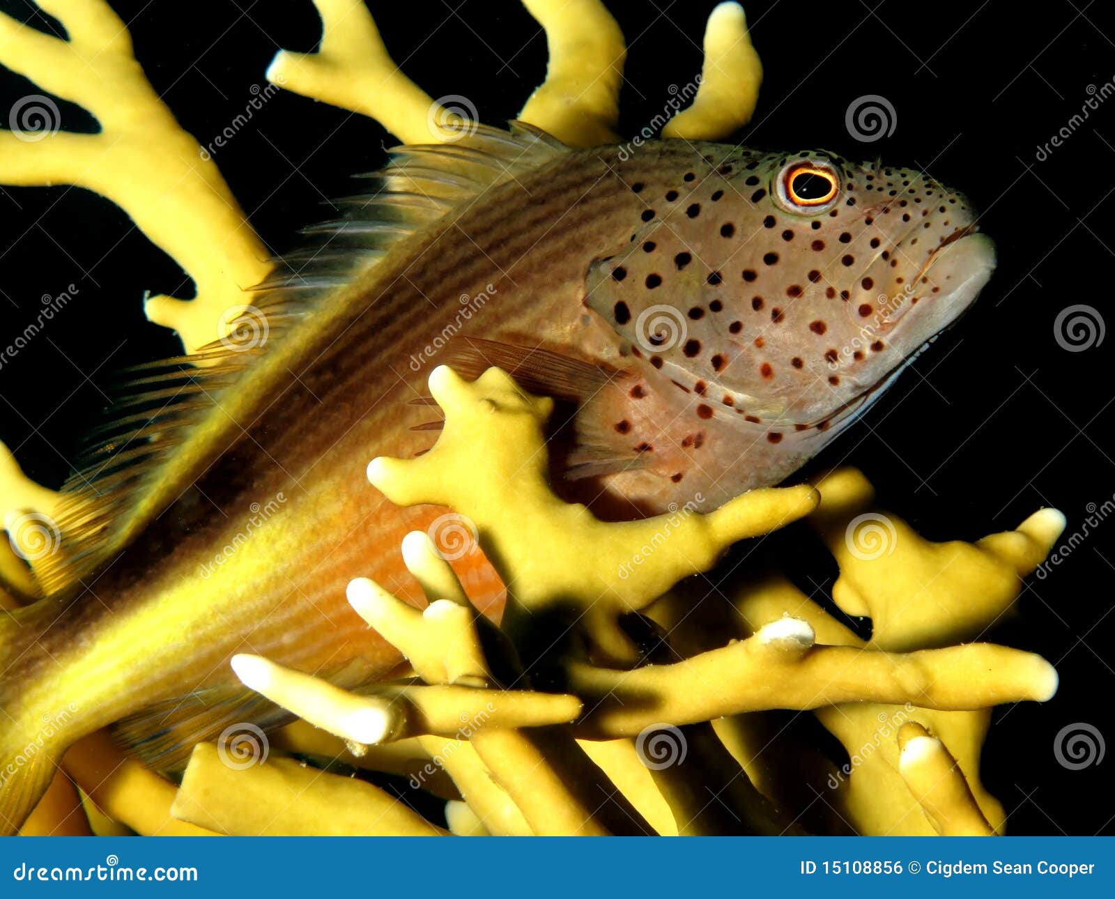 Hawkfish stock photo. Image of exotic, hawkfish, diving - 15108856