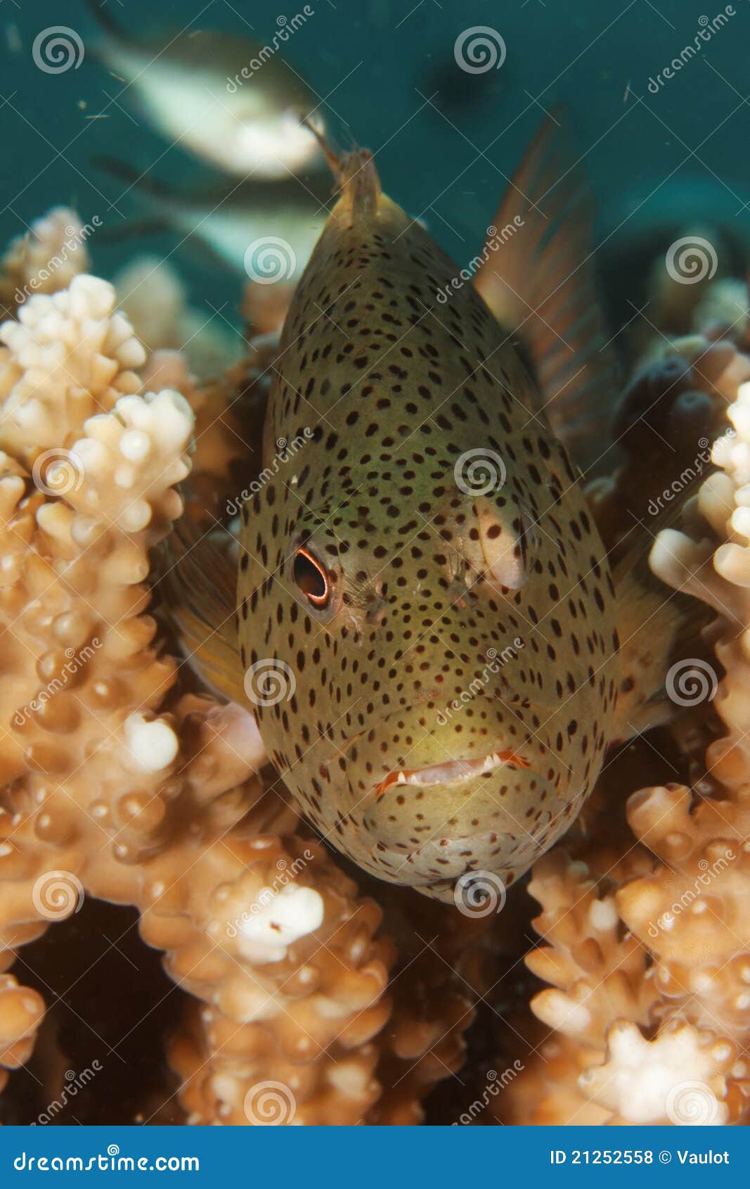 Hawkfish stock photo. Image of point, scuba, borneo, pacific - 21252558