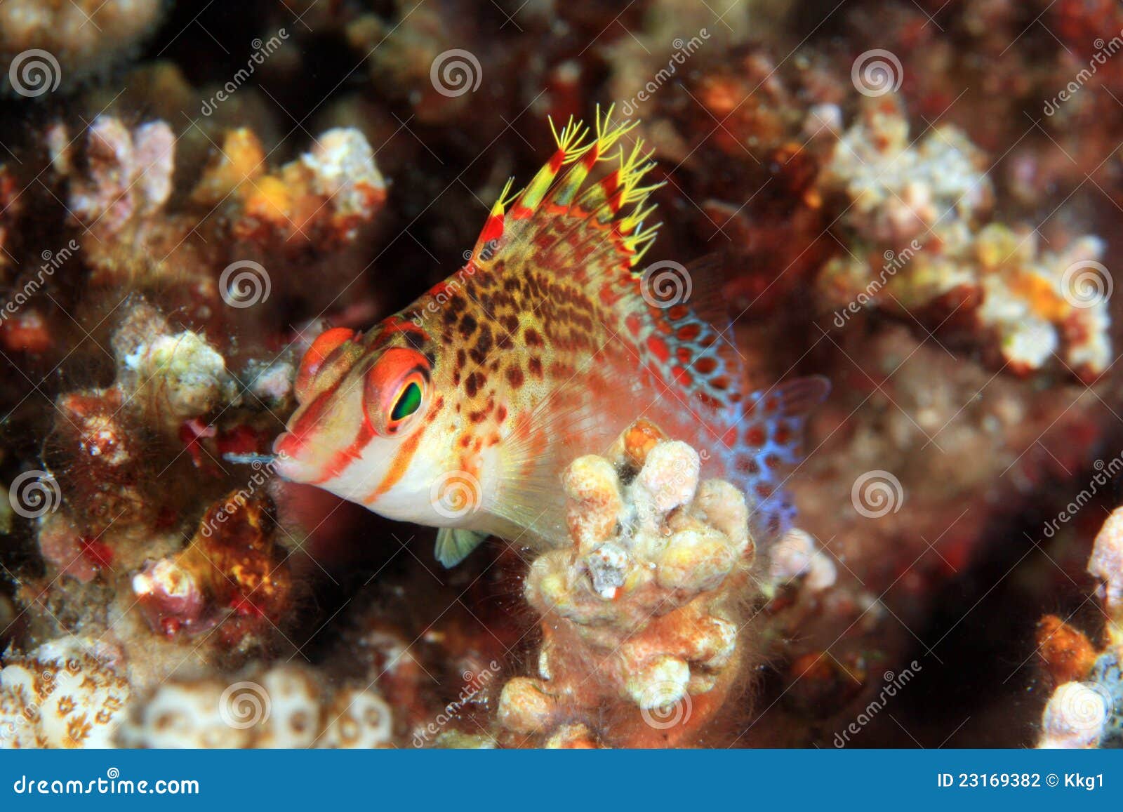 Hawkfish stock photo. Image of blue, digital, aquatic - 23169382