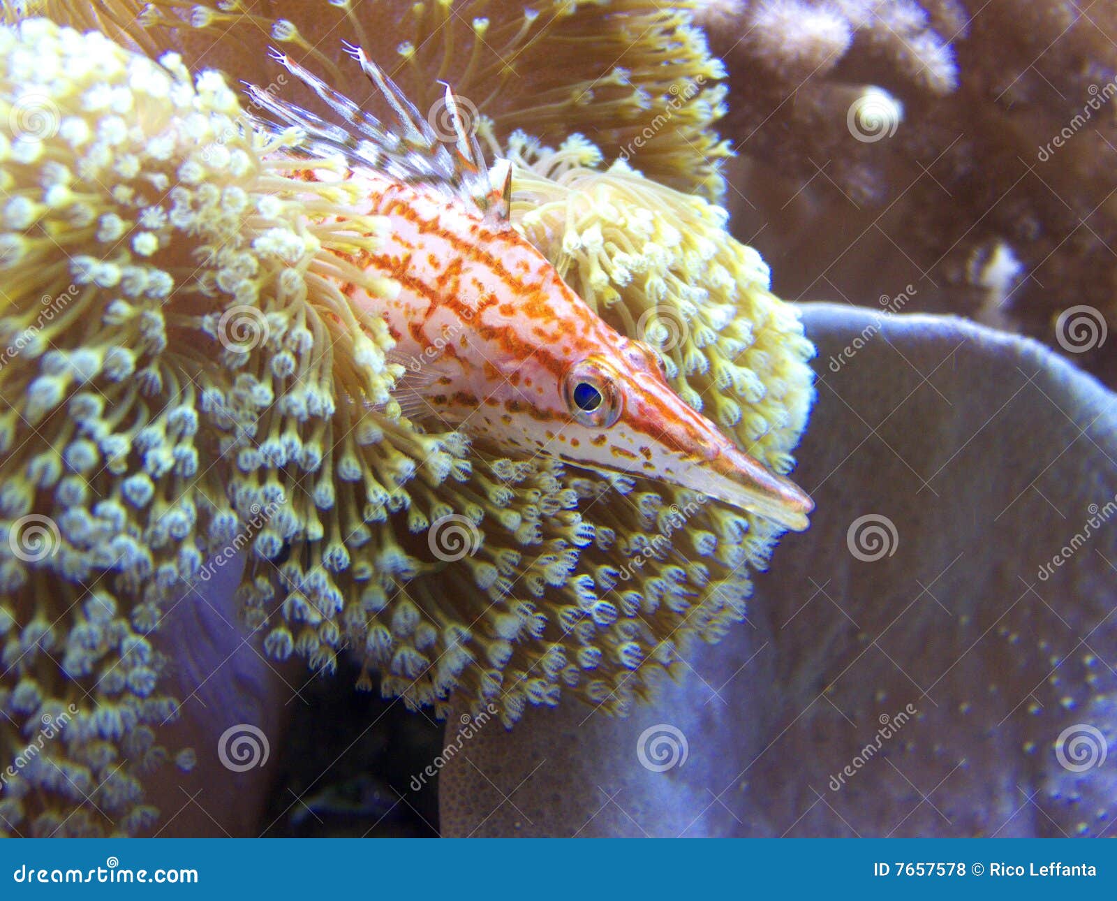 Hawkfish au nez long photo stock. Image du pacifique, poissons - 7657578