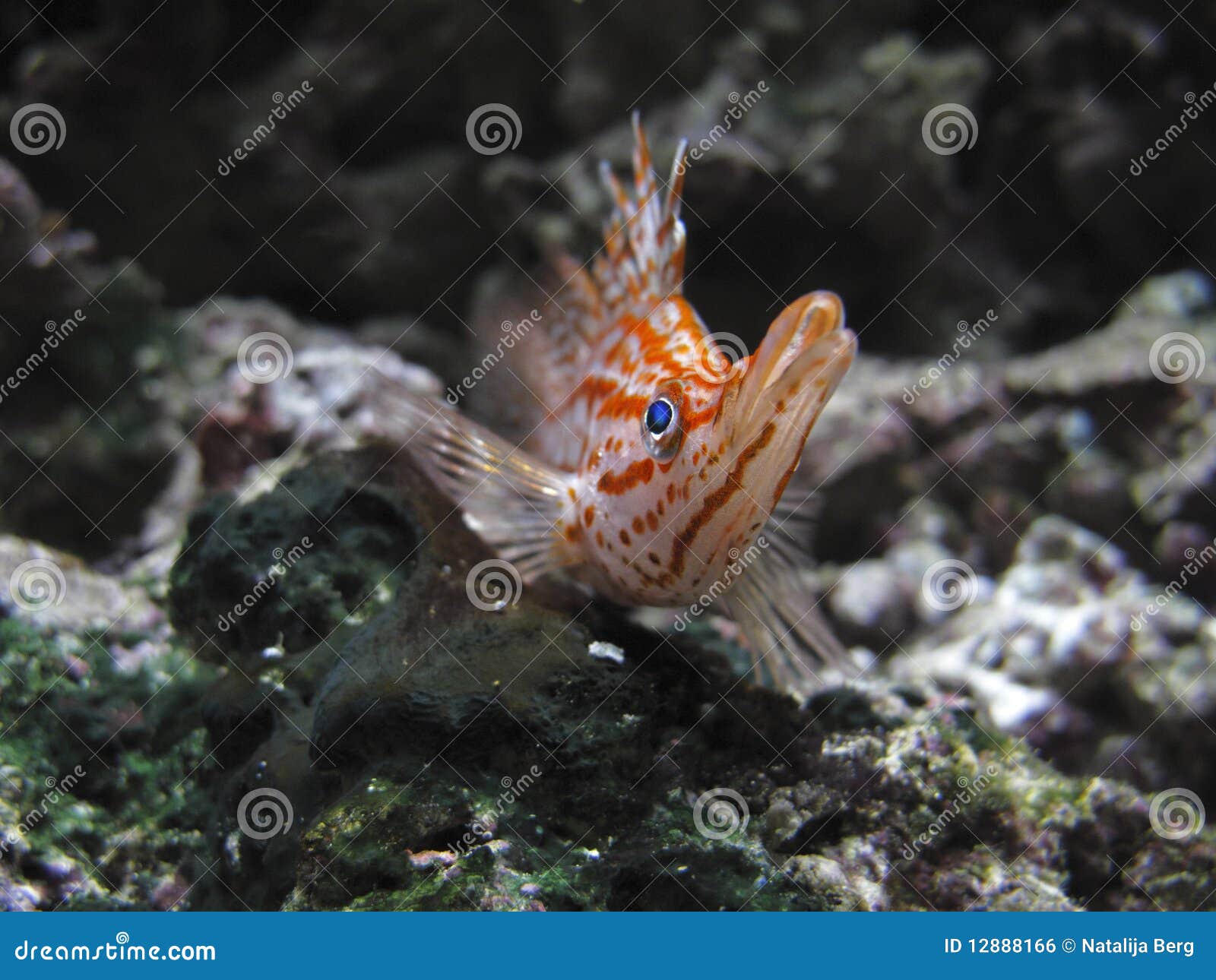 Hawkfish Au Nez Long Dans L'aquarium Photo stock - Image du océan ...