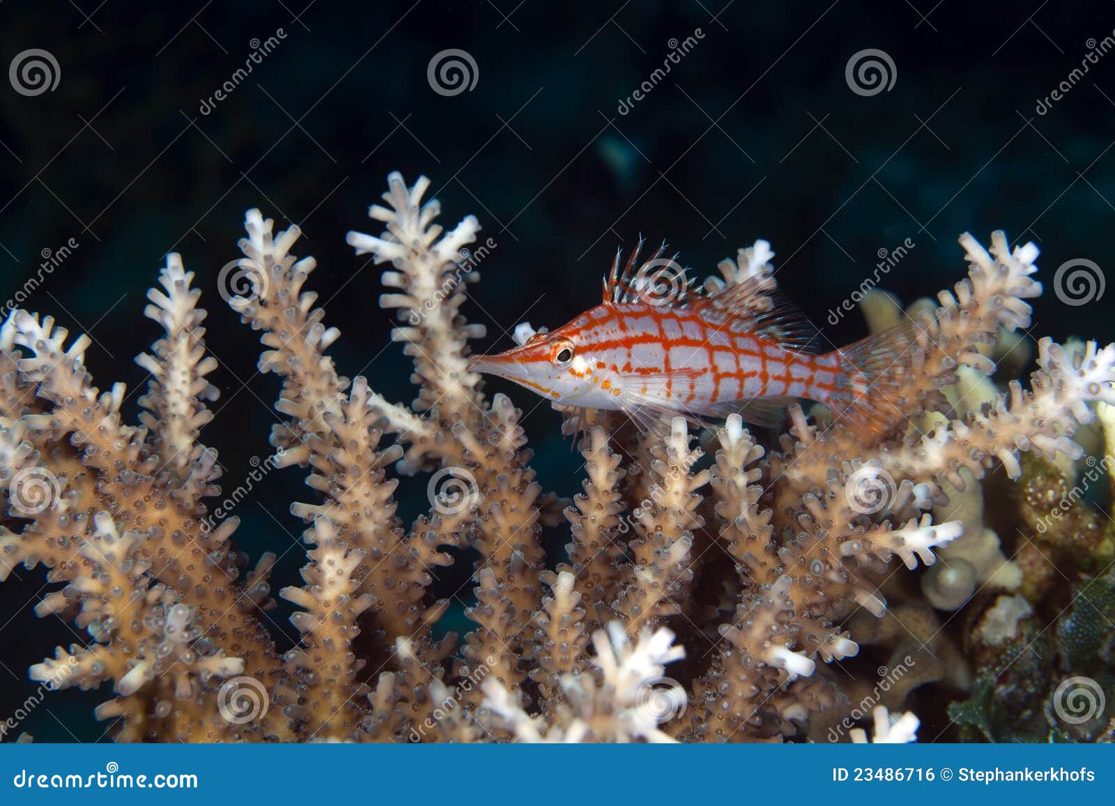 Hawkfish Au Nez Long (typus D'oxycirrhites). Photo stock - Image du ...