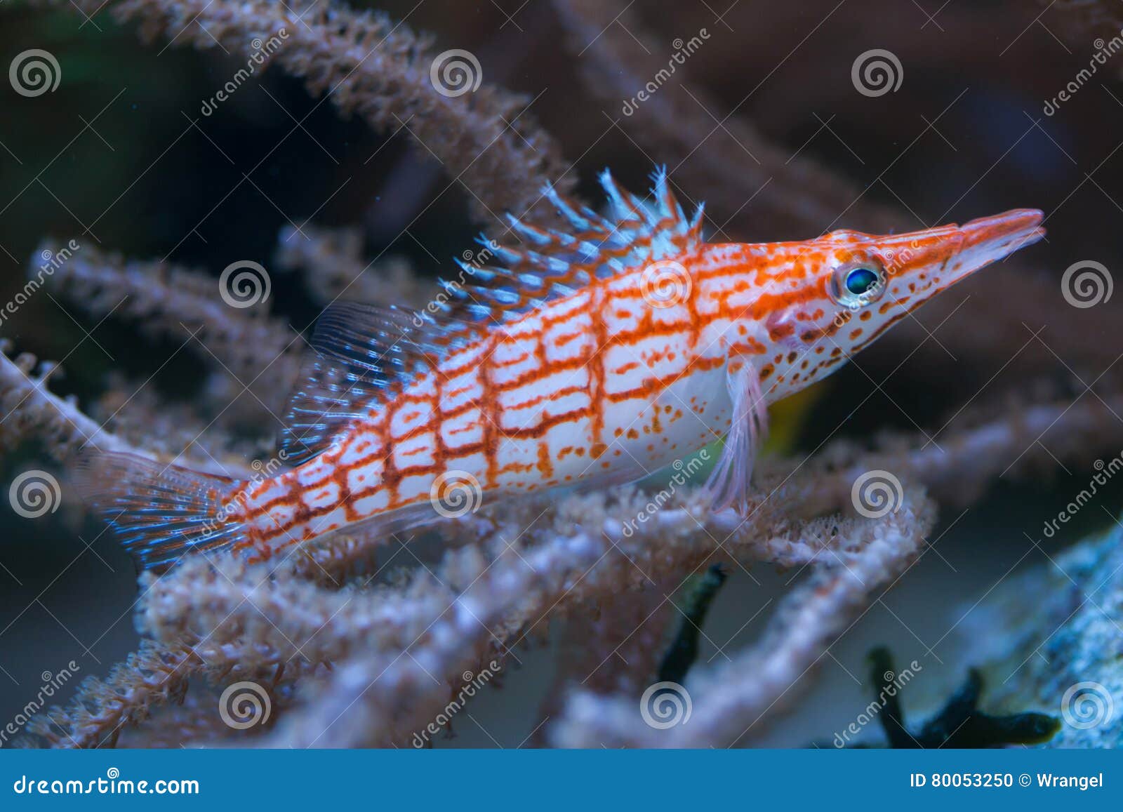 Hawkfish Au Nez Long (typus D'oxycirrhites) Photo stock - Image du ...