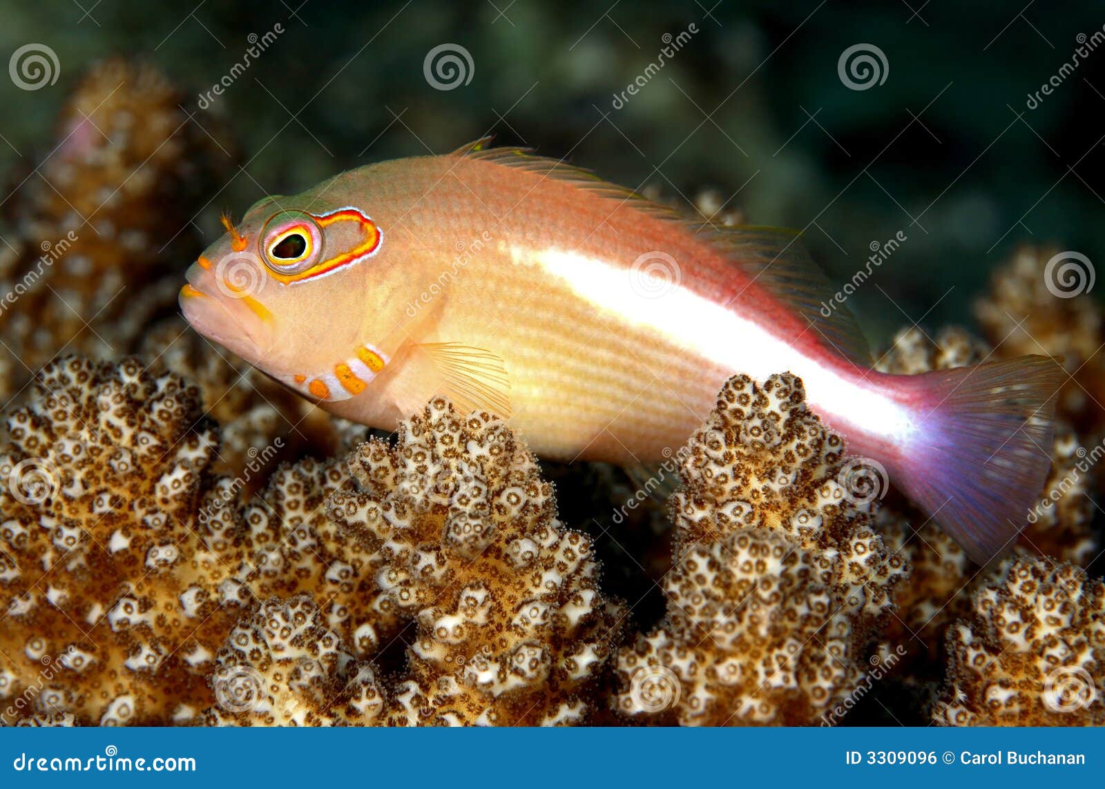 Hawkfish on coral stock photo. Image of coral, hawkfish - 3309096