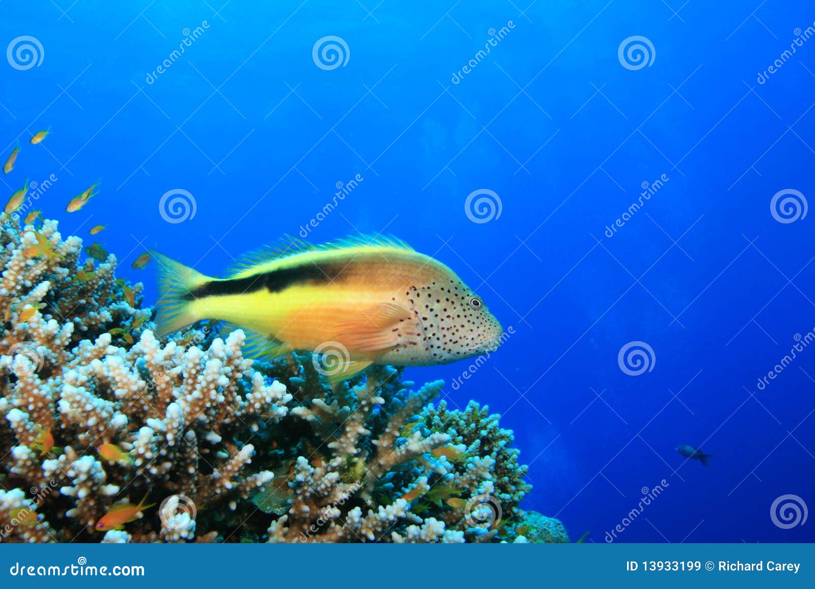 Hawkfish Freckled imagem de stock. Imagem de colorido - 13933199