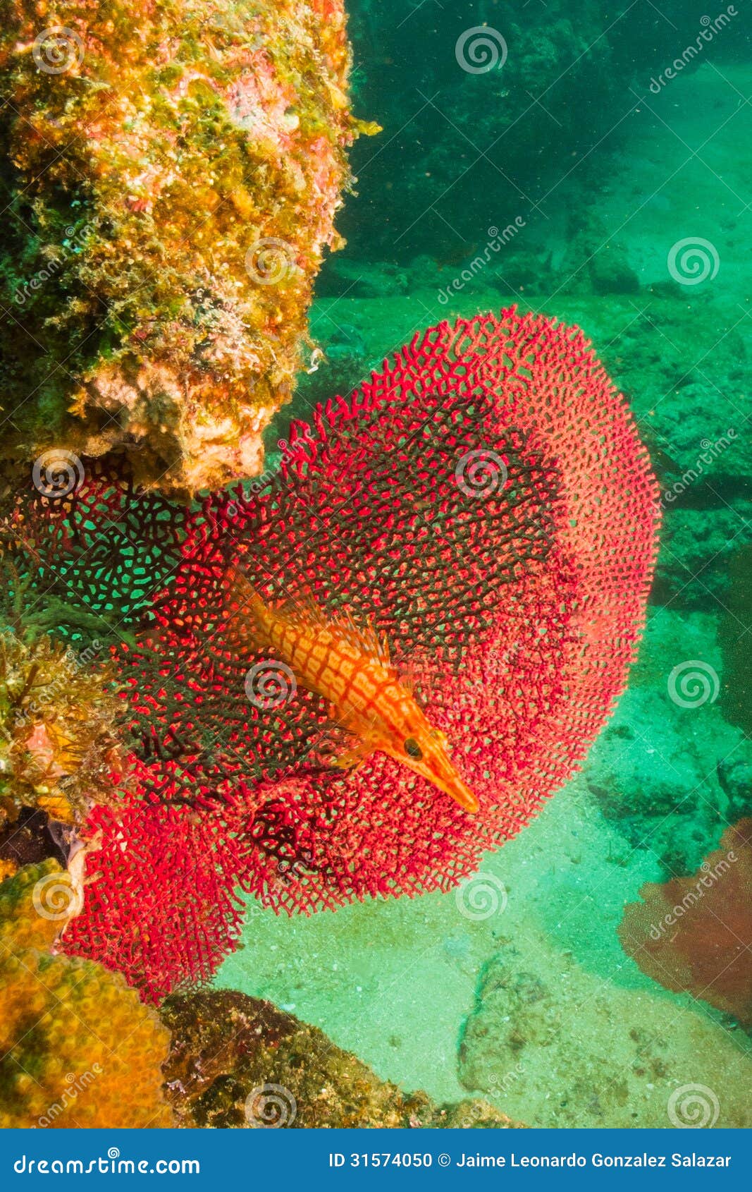 Hawkfish stock photo. Image of hard, california, colony - 31574050