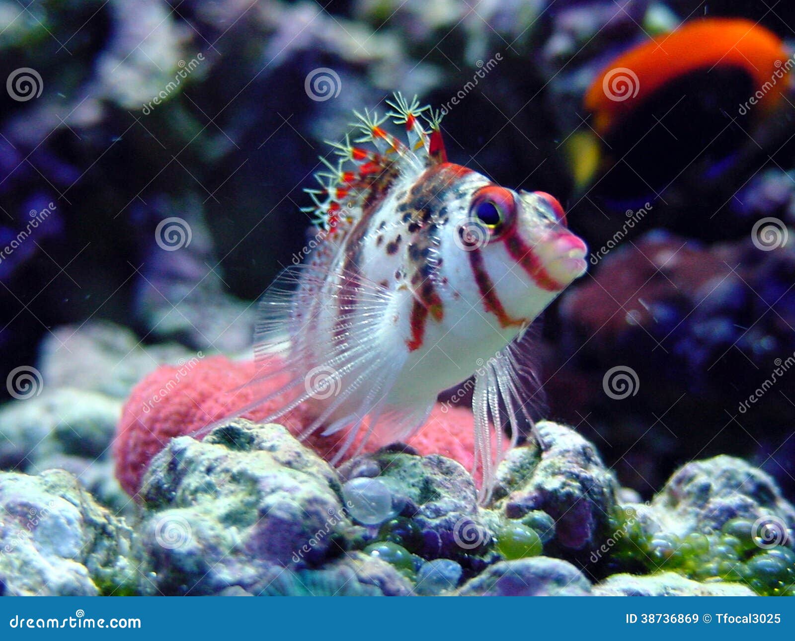 Hawkfish On Coral Stock Photo | CartoonDealer.com #3309096