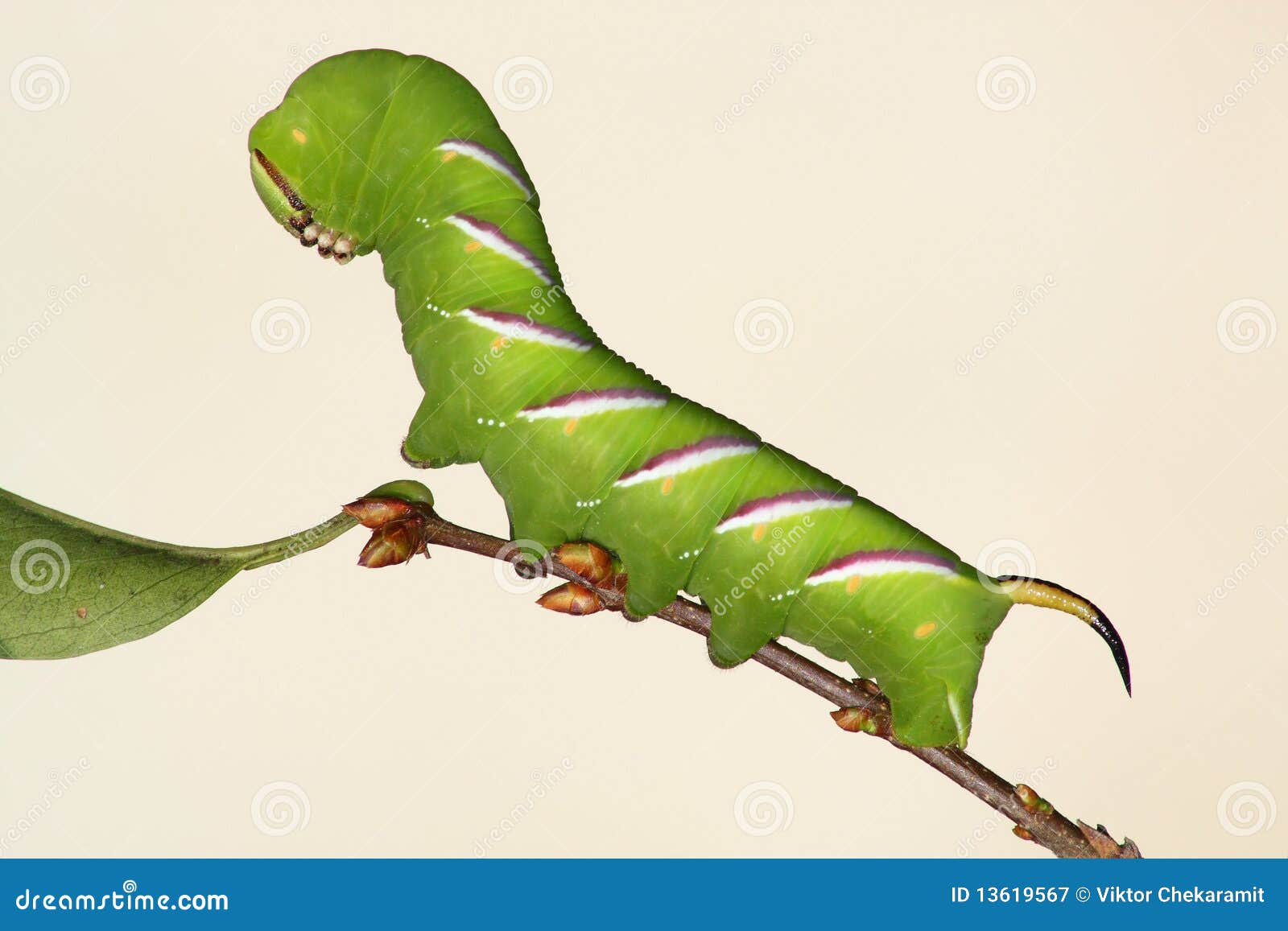 Caterpillar Of Sphinx Moth, Orange Hornworm Larva Isolated On White ...