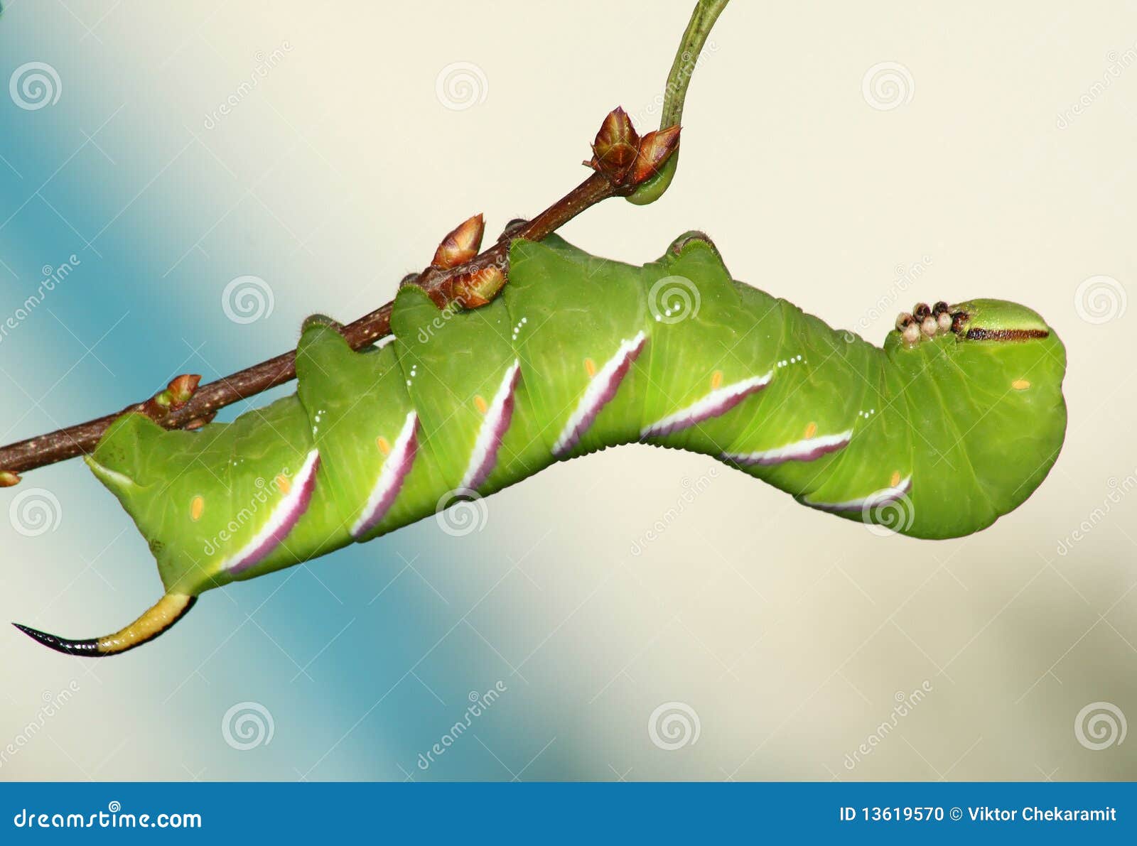 Caterpillar Of Sphinx Moth, Orange Hornworm Larva Isolated On White ...