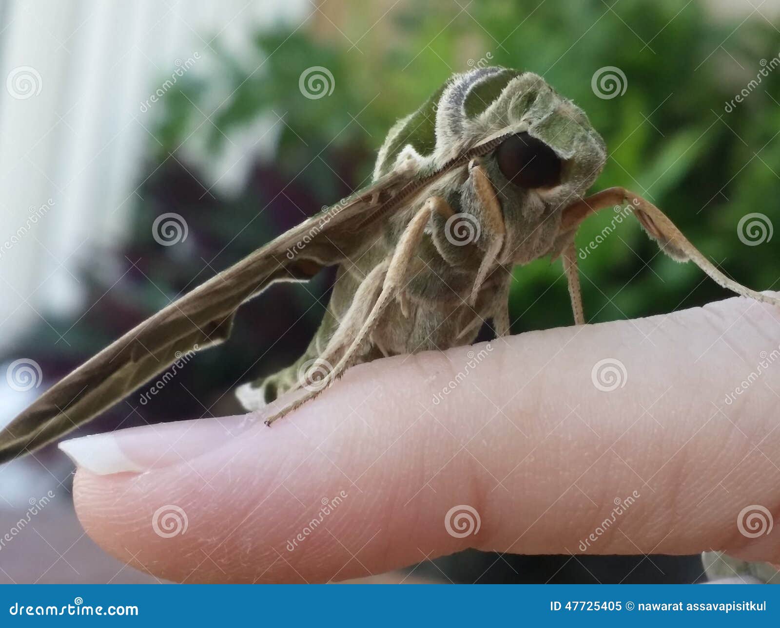 Hawkmoth stock image. Image of zoom, larva, cute, hatch - 47725405