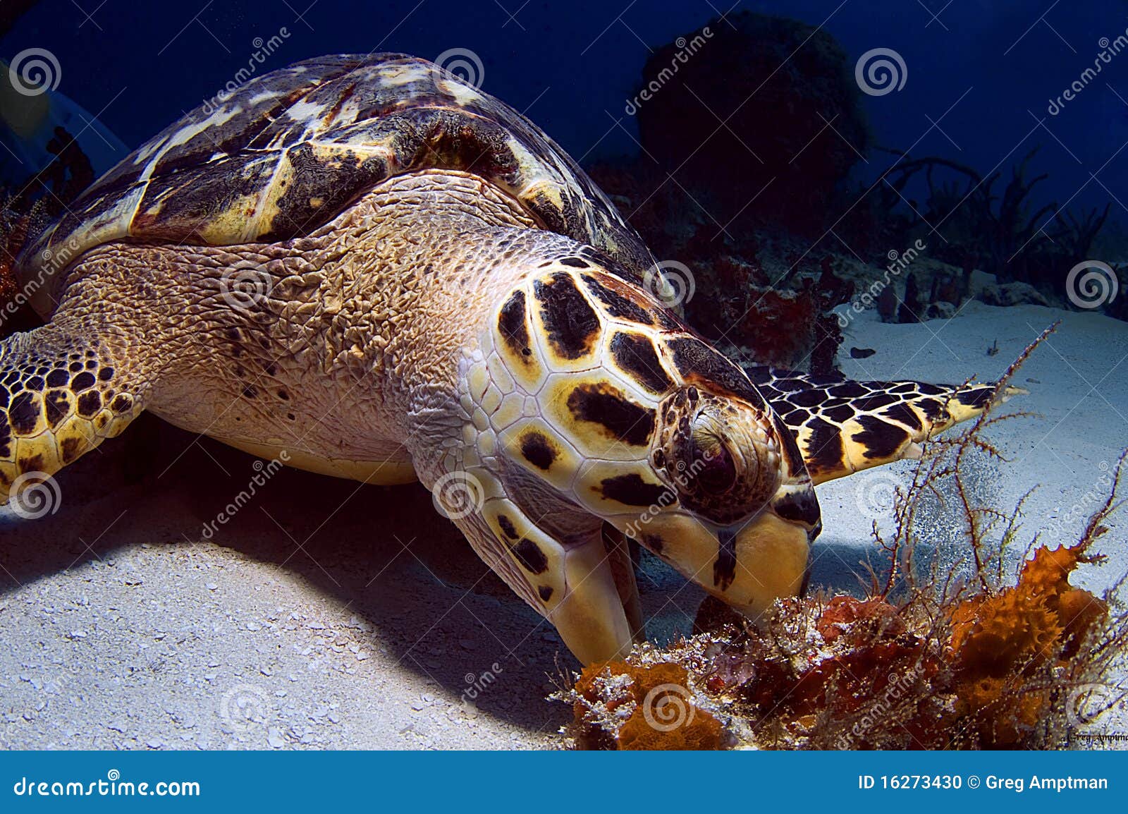 Hawks Bill Sea Turtle stock photo. Image of bahamas, wildlife - 16273430