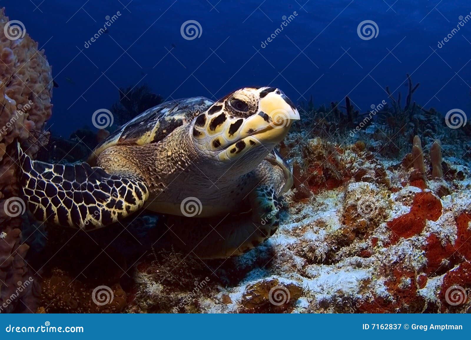 Hawks Bill Sea Turtle stock image. Image of undersea, underwater - 7162837