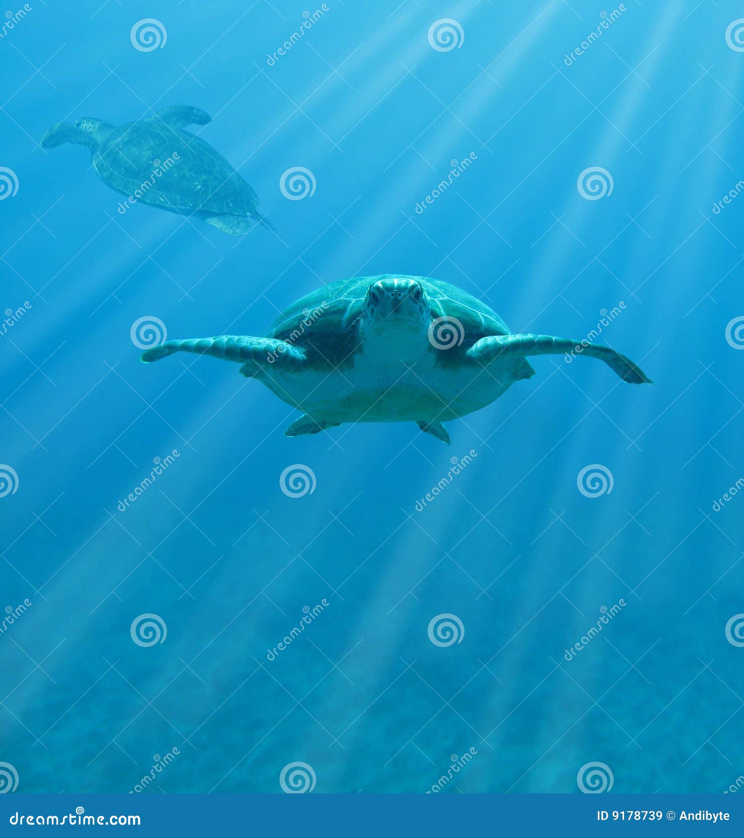 Hawks-bill turtles stock image. Image of seaground, light - 9178739
