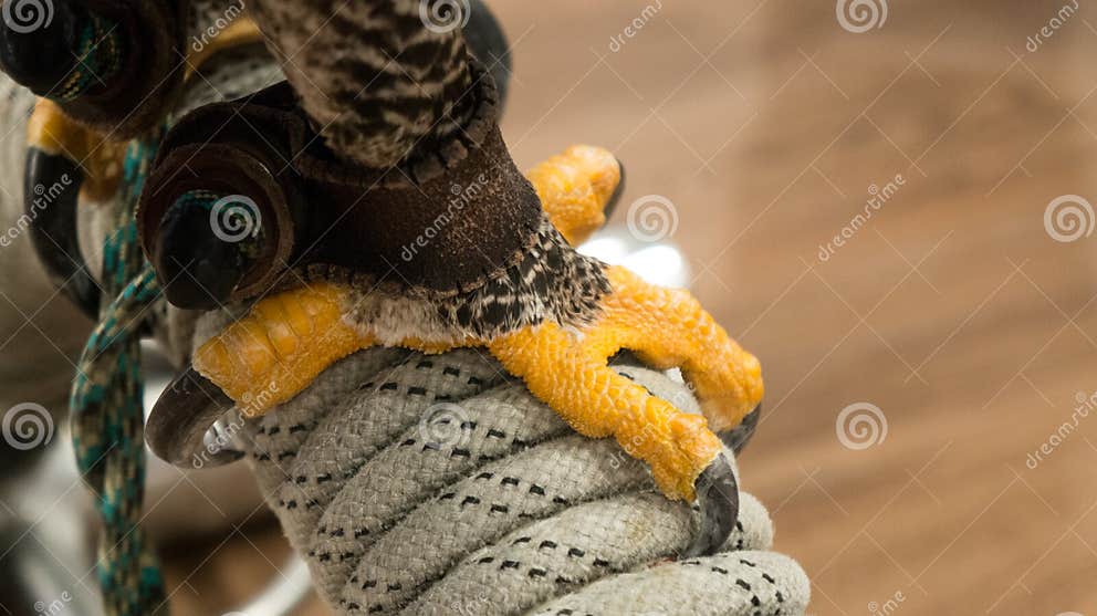 Hawks claw. stock image. Image of tailed, hawk, wild - 69078627
