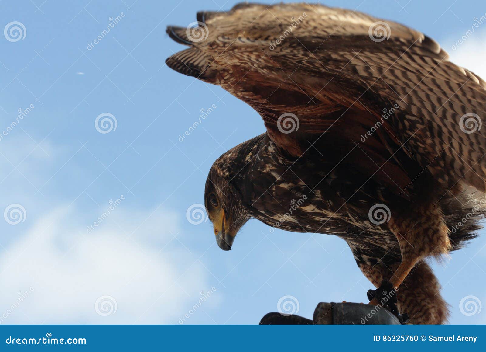 Hawks stock photo. Image of raptor, rapacious, bird, fauna - 86325760