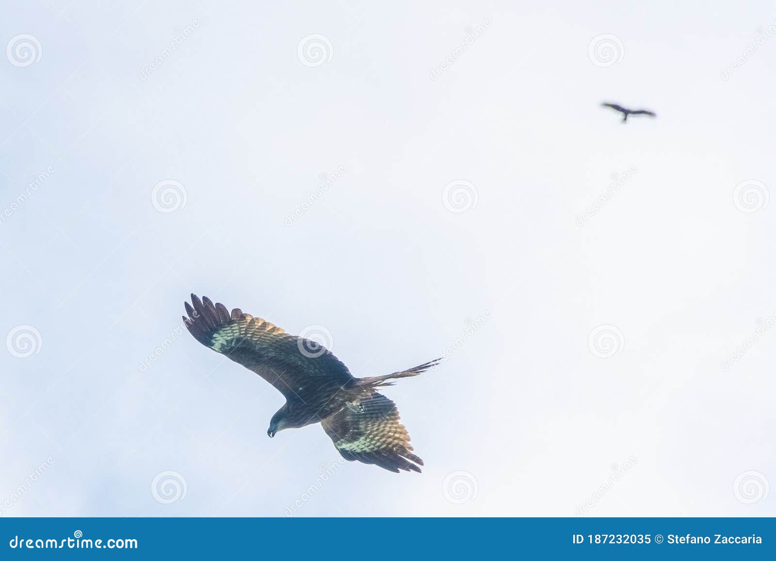 Hawks Flying Over the Ha Long Bay, Vietnam Stock Image - Image of eagle ...