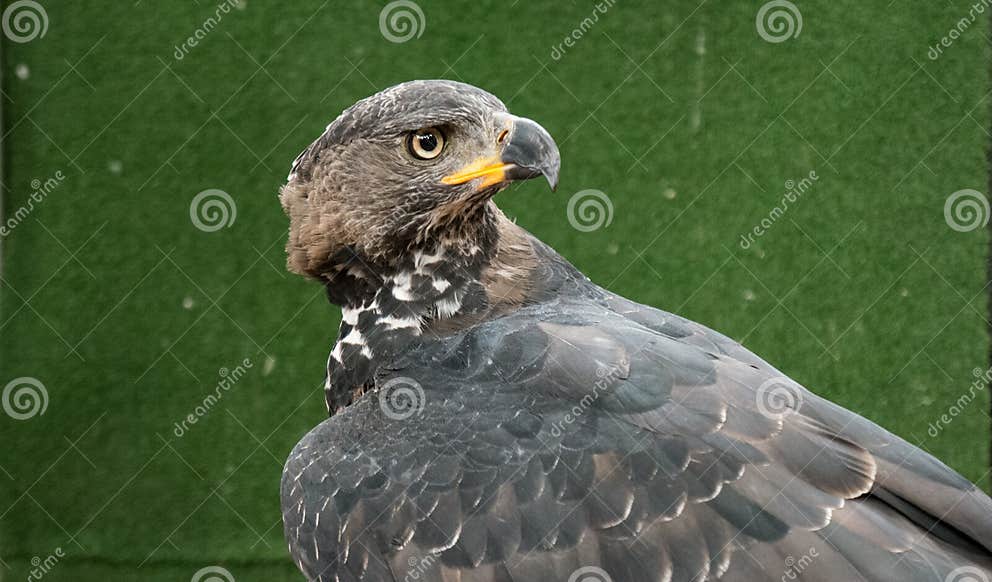 Hawks stock photo. Image of wing, nature, looking, predator - 69078412