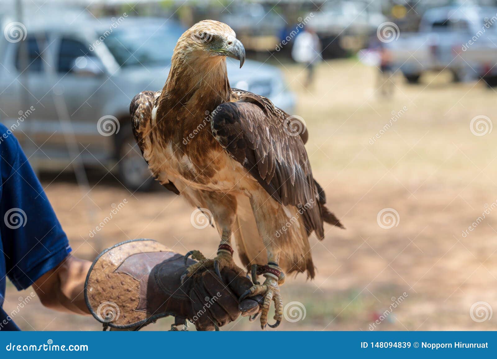 The Hawks on Hand for Show in Public Park ,and Training Stock Image ...