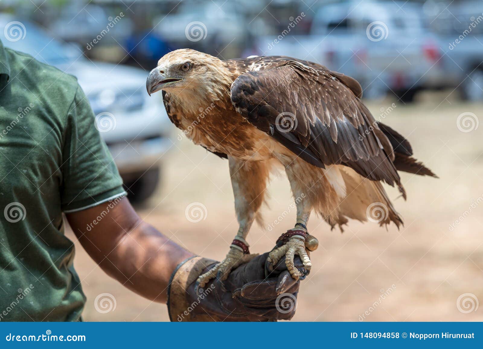 The Hawks on Hand for Show in Public Park ,and Training Stock Photo ...