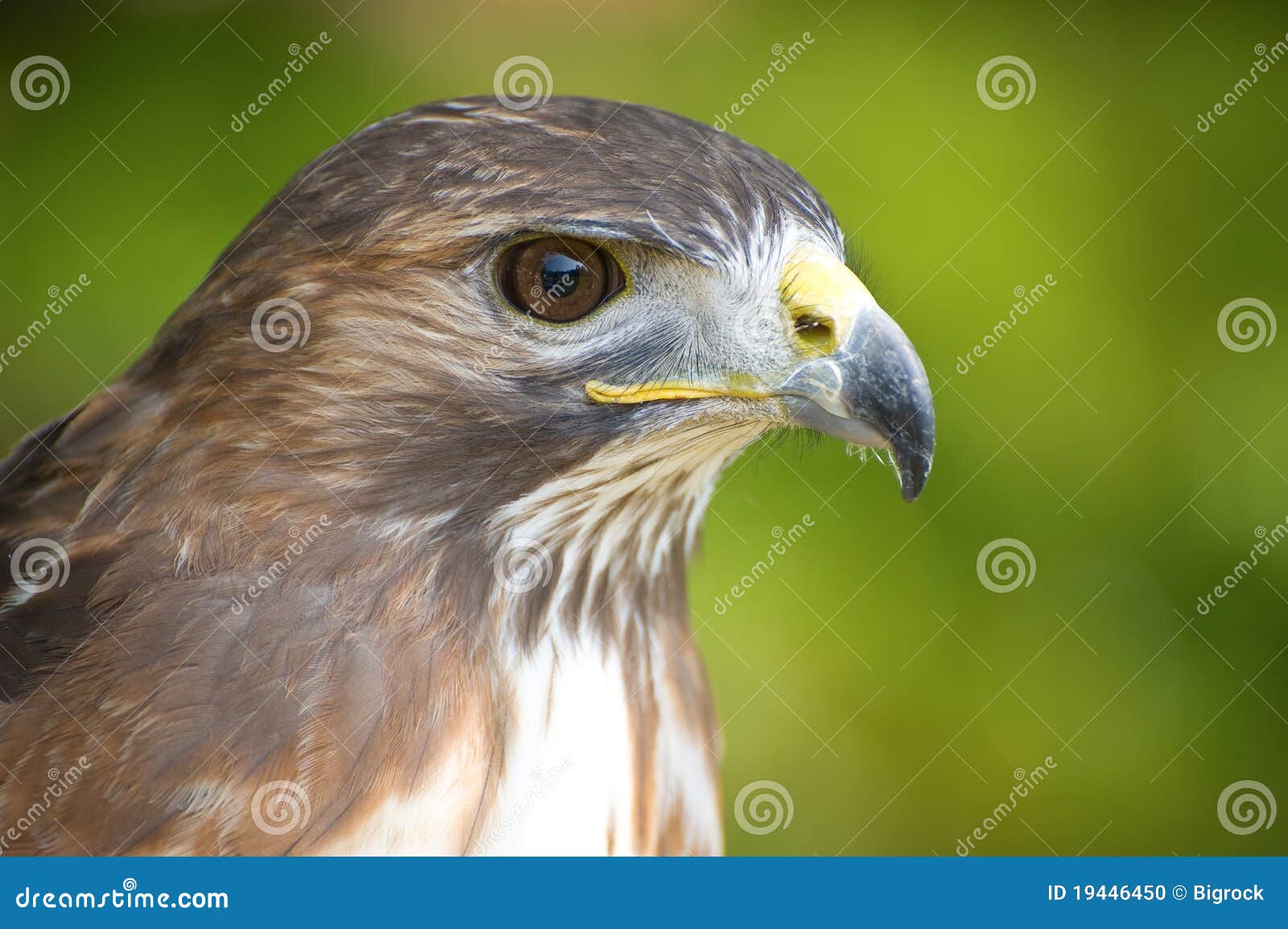 Hawks head stock photo. Image of hunter, everglades, rookery - 19446450