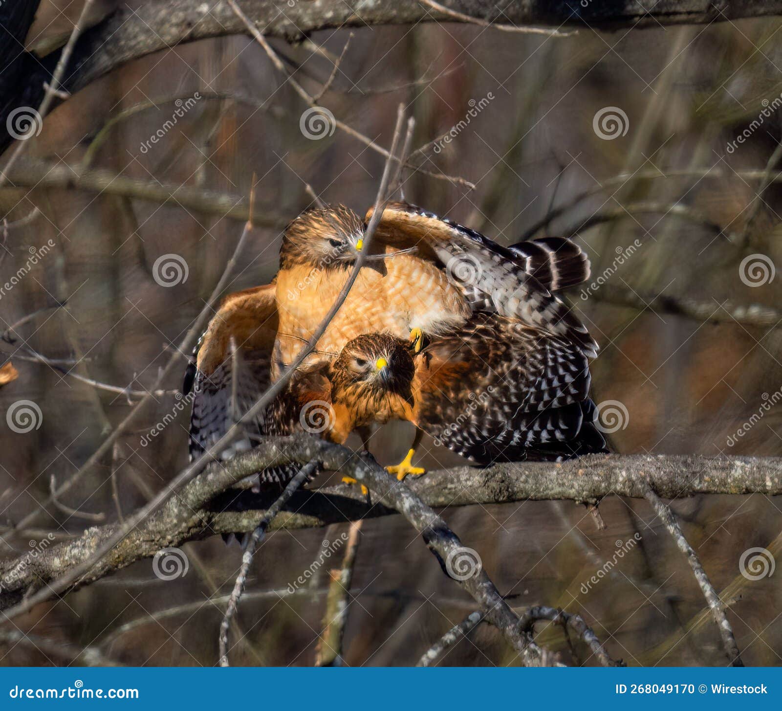 Hawks Mating on a Tree Branch Stock Photo - Image of bird, spotted ...