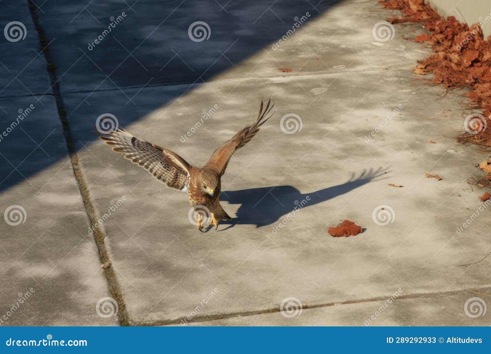 A Hawks Shadow on the Ground, Stalking Its Prey from Above Stock Image ...