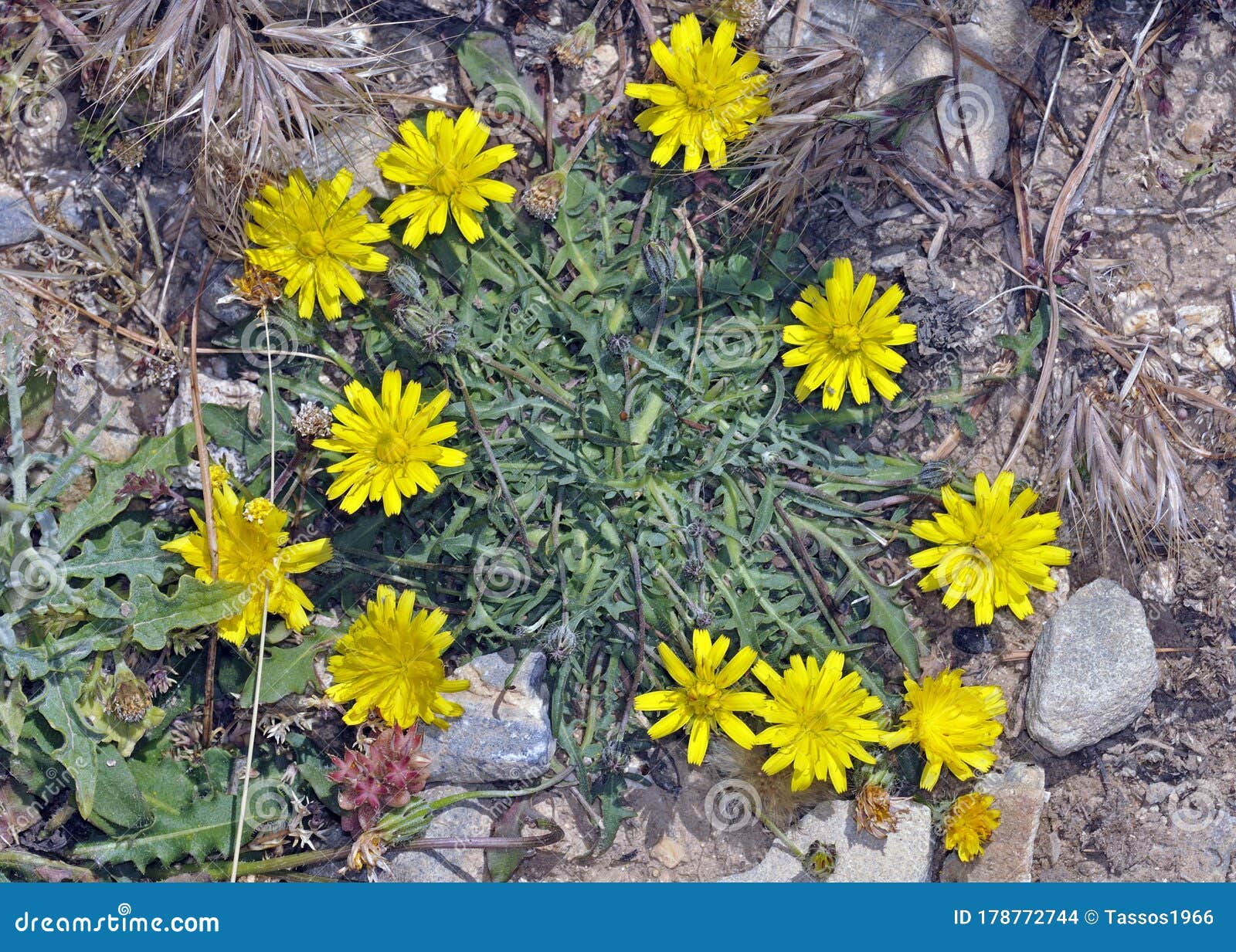 Hawksbeard Crepis Ssp., Crete Stock Photo - Image of nature, colorful ...