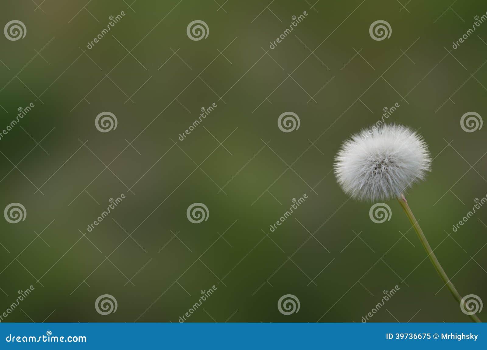 Hawksbeard seed head stock image. Image of seed, delicate - 39736675