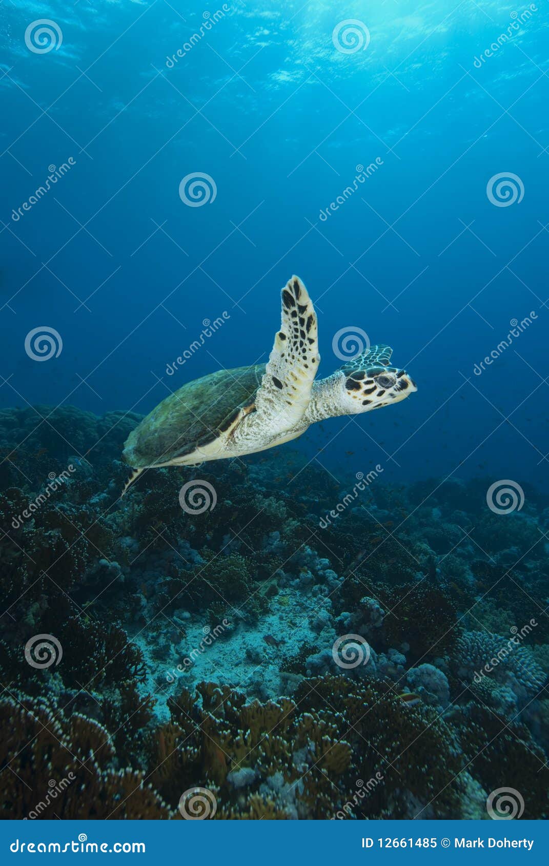 Hawksbill Sea Turtle Royalty-Free Stock Photo | CartoonDealer.com #12661485