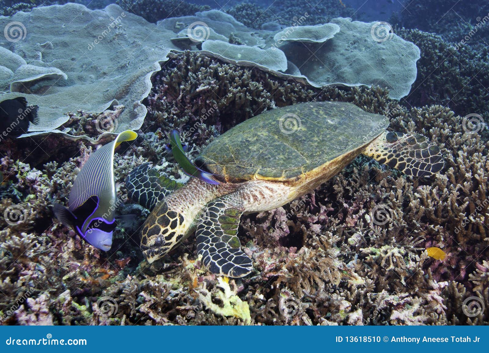 Hawksbill Sea Turtle Royalty-Free Stock Image | CartoonDealer.com #13618510